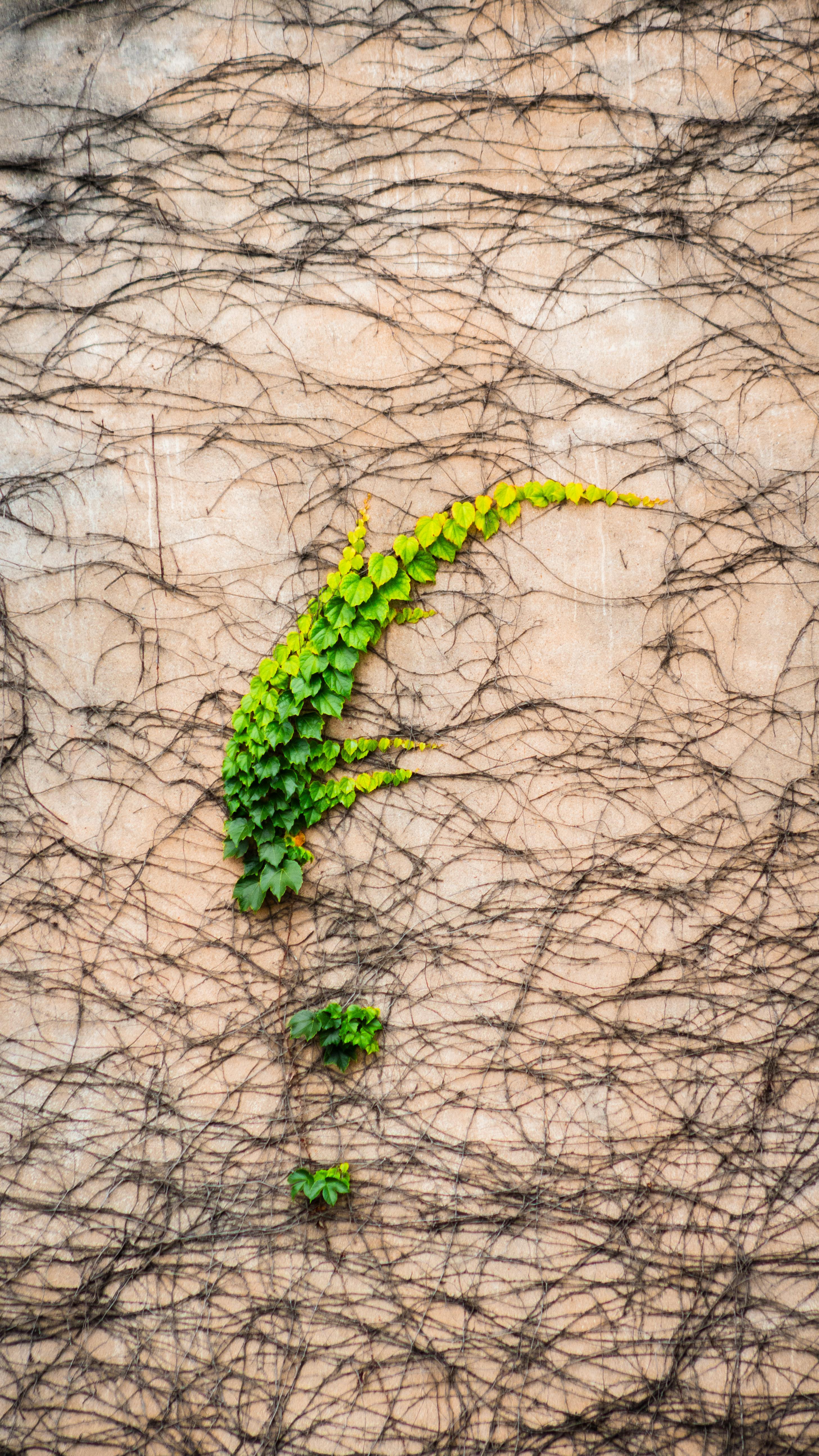 Vertical Wall Background Photos, Download The BEST Free Vertical Wall ...