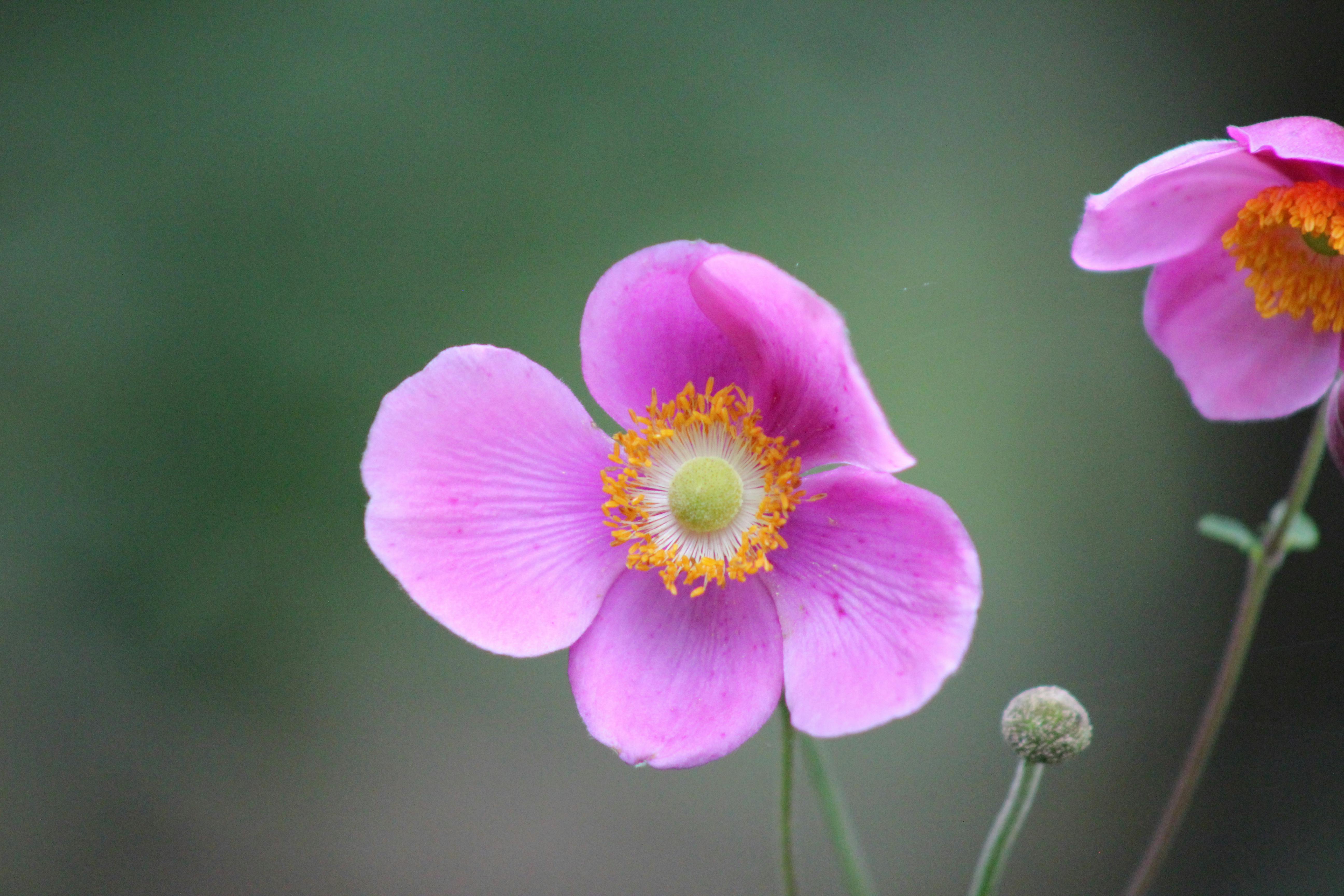 Running Flower Photos, Download The BEST Free Running Flower Stock ...