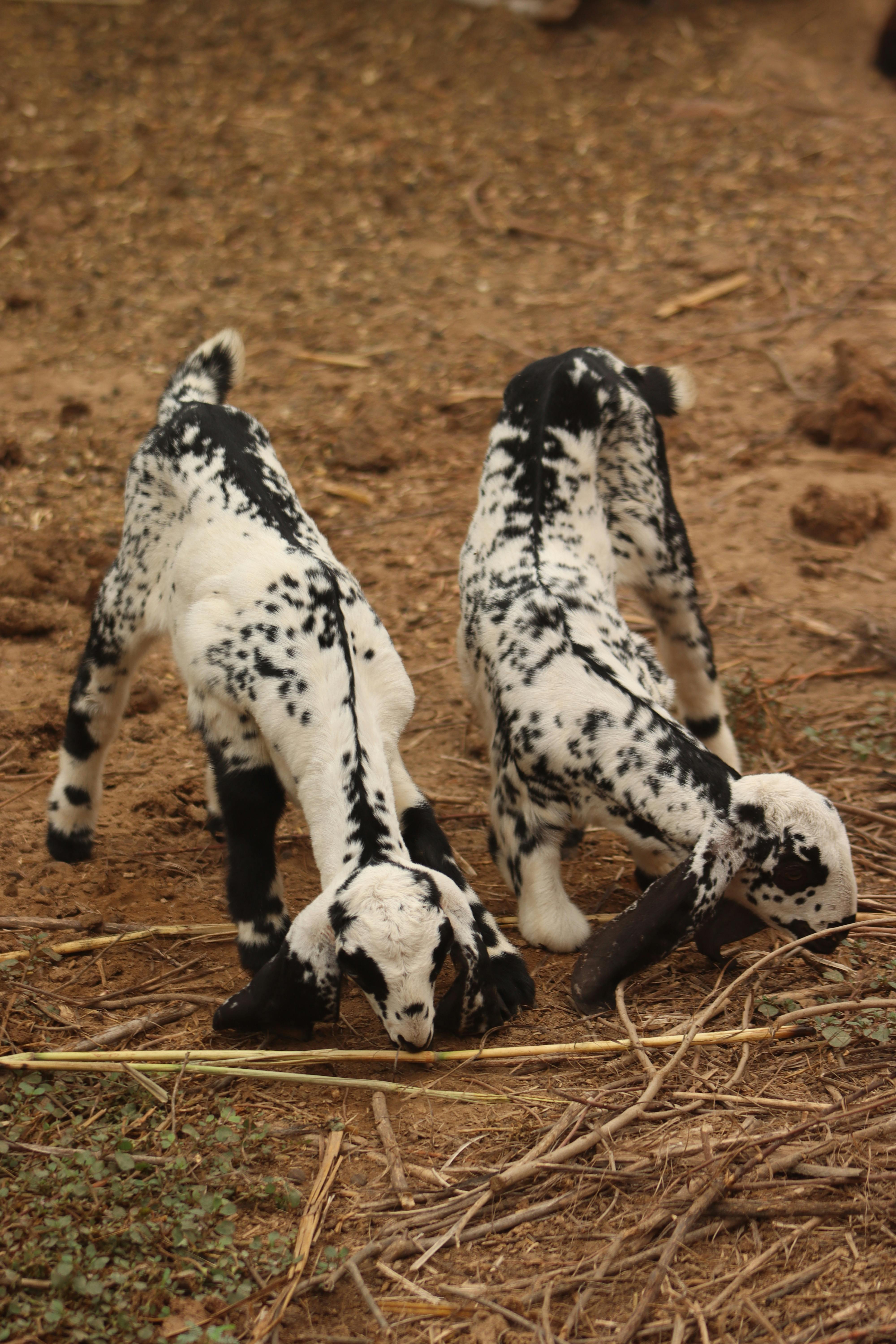 Adorable Spotted Lambs Grazing on a Farm · Free Stock Photo