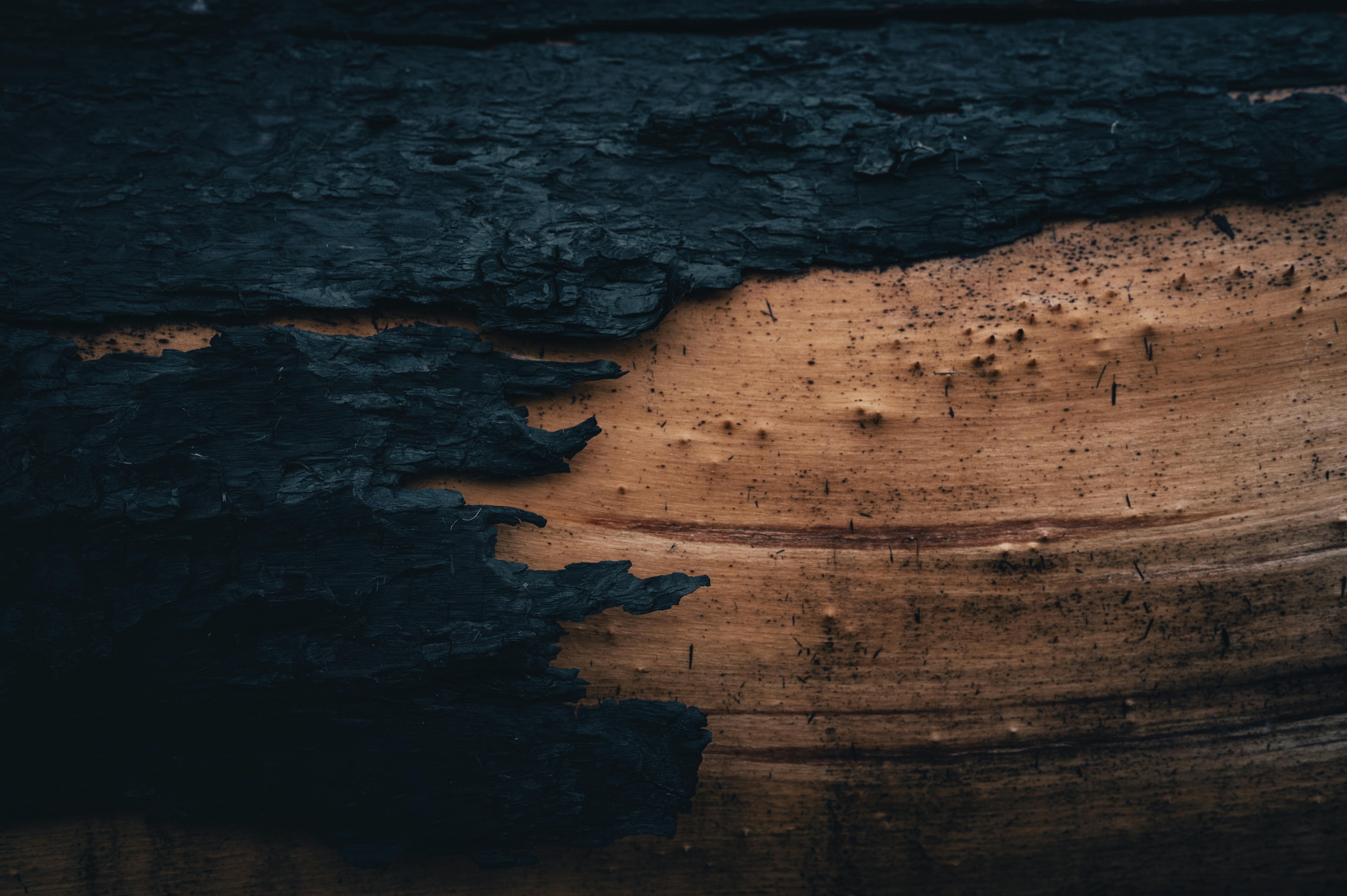 Close-up of Burnt Wood Texture Against Natural Background · Free Stock ...