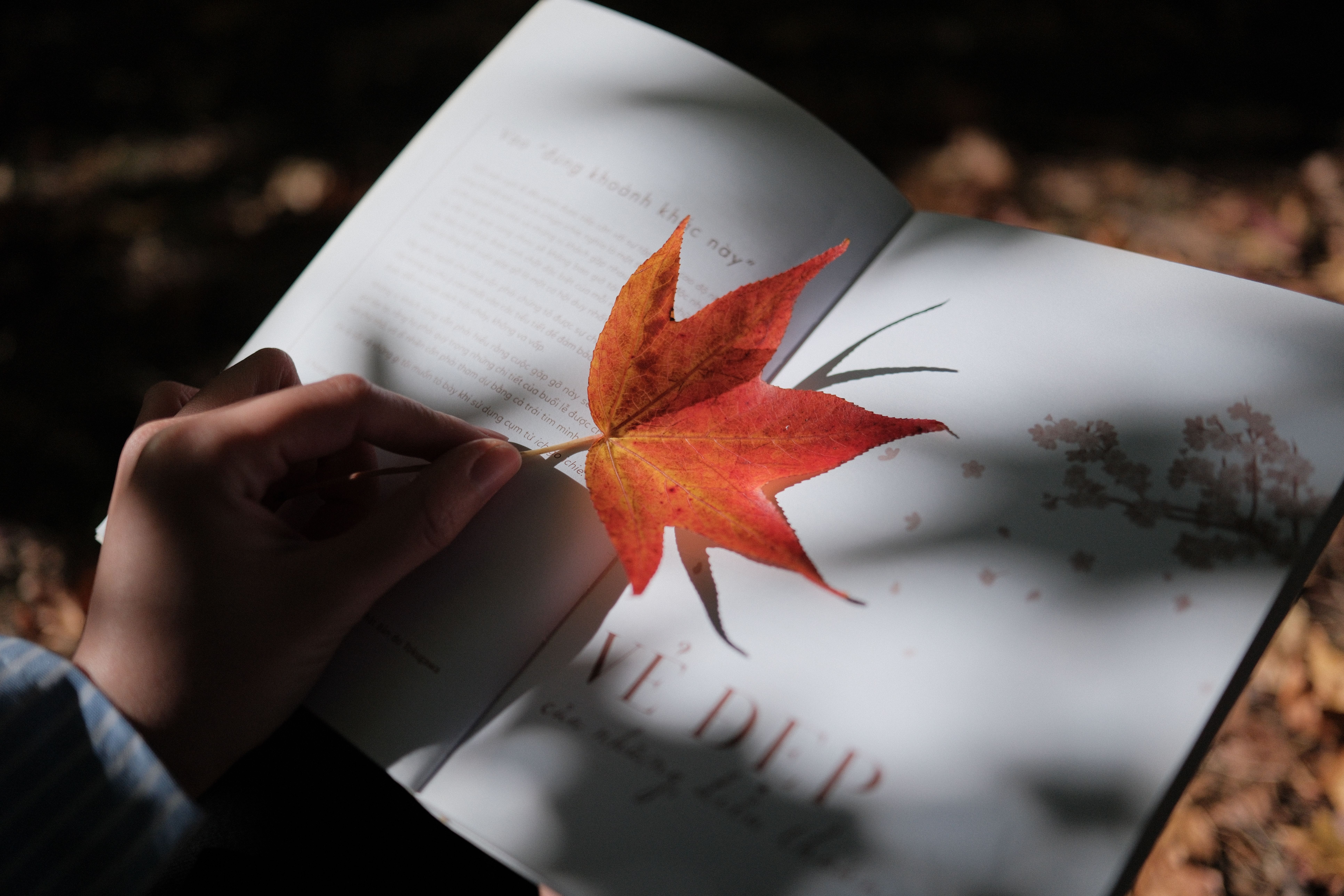 Fall Leaf on Open Book in Sunlit Outdoors · Free Stock Photo