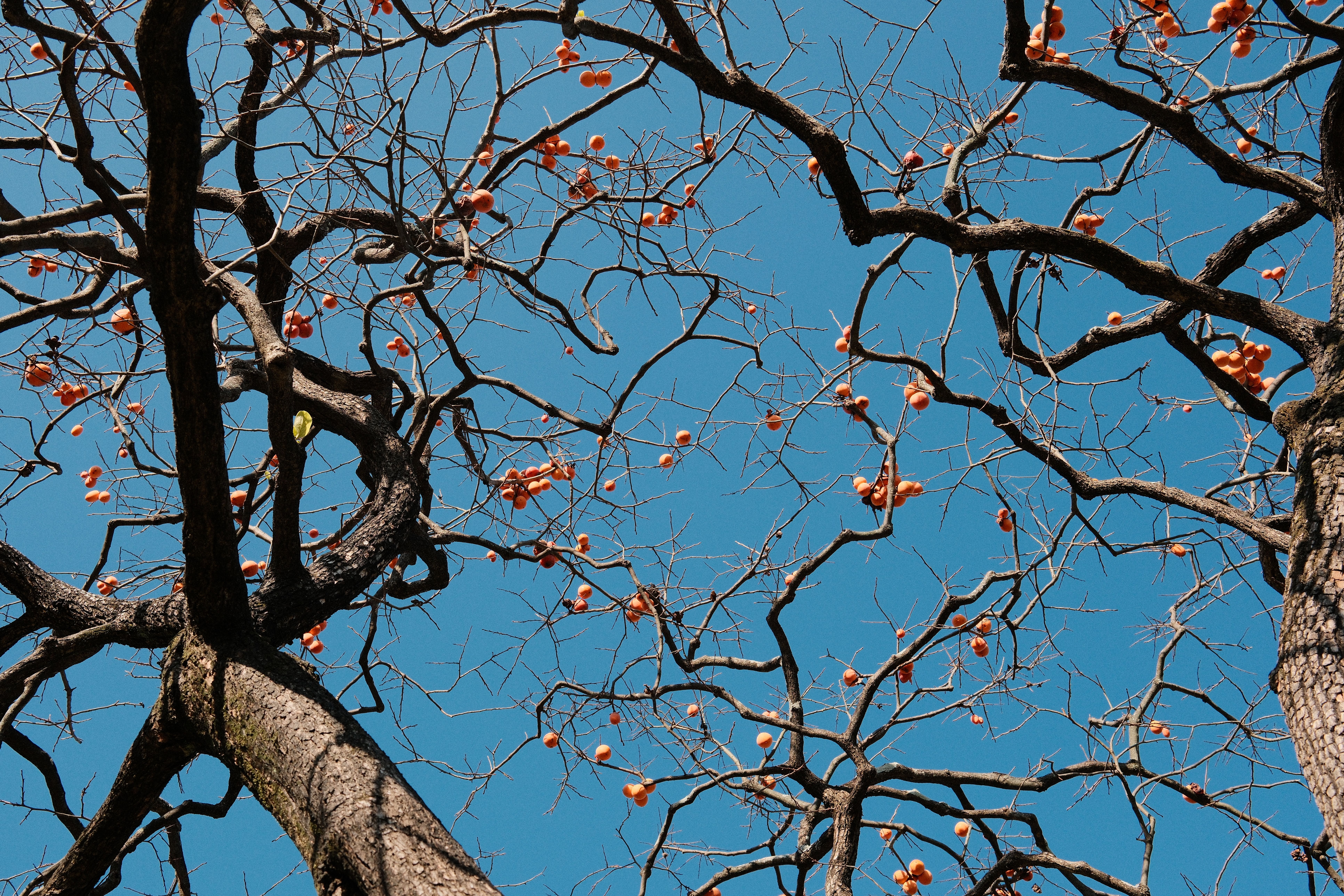 Brown Tree Branch · Free Stock Photo