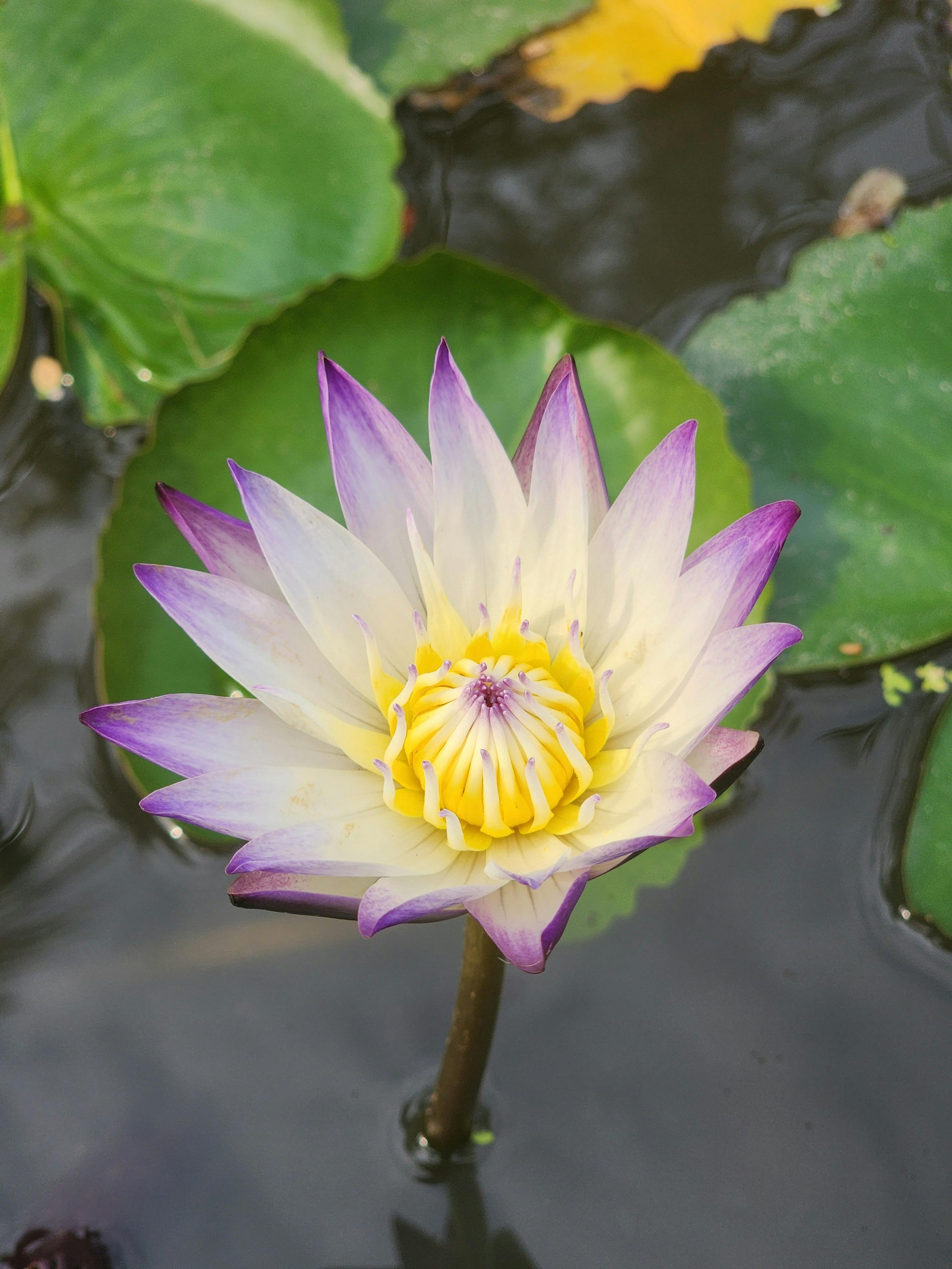 Lily Pads · Free Stock Photo