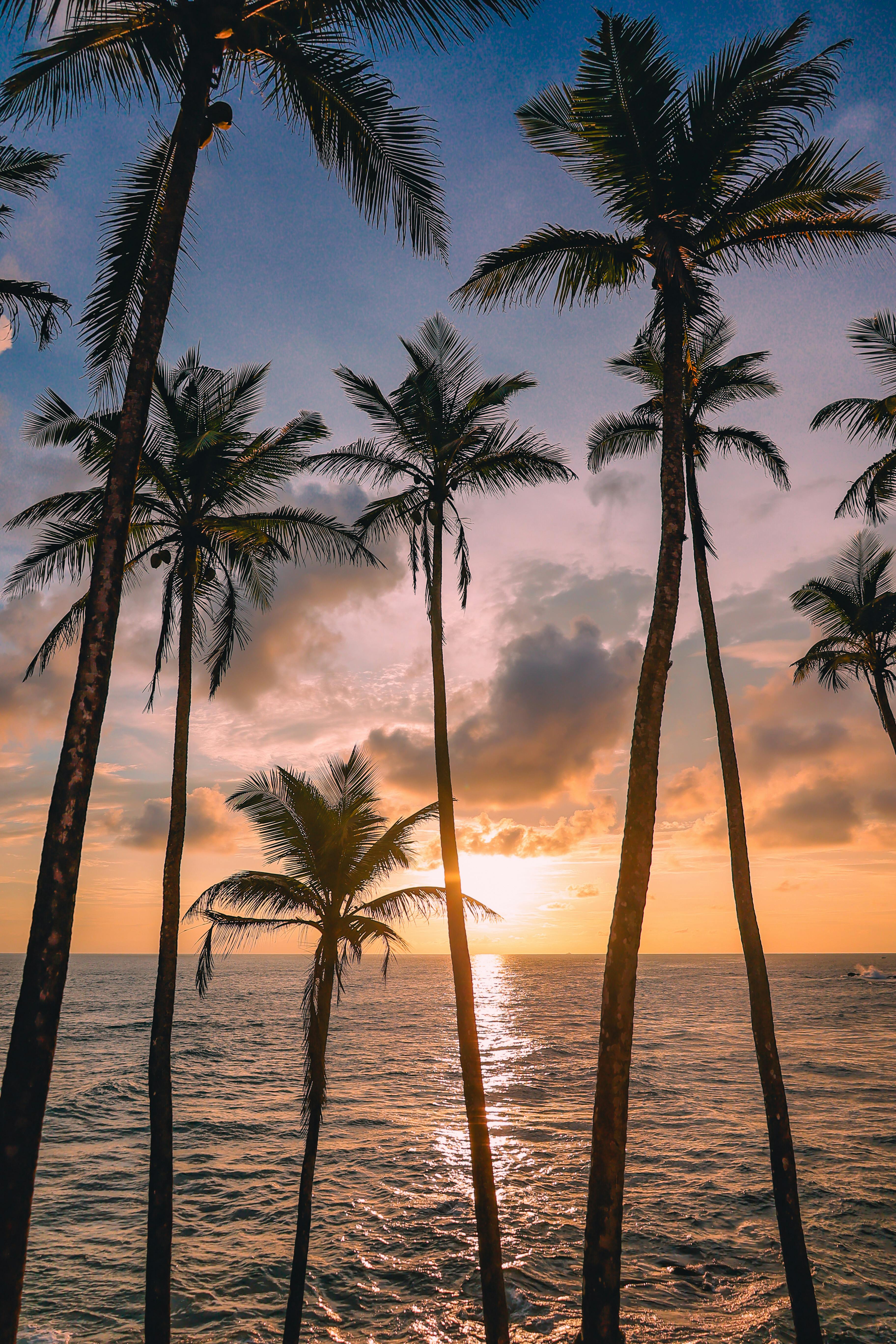 Serene Tropical Sunset with Tall Palm Trees · Free Stock Photo