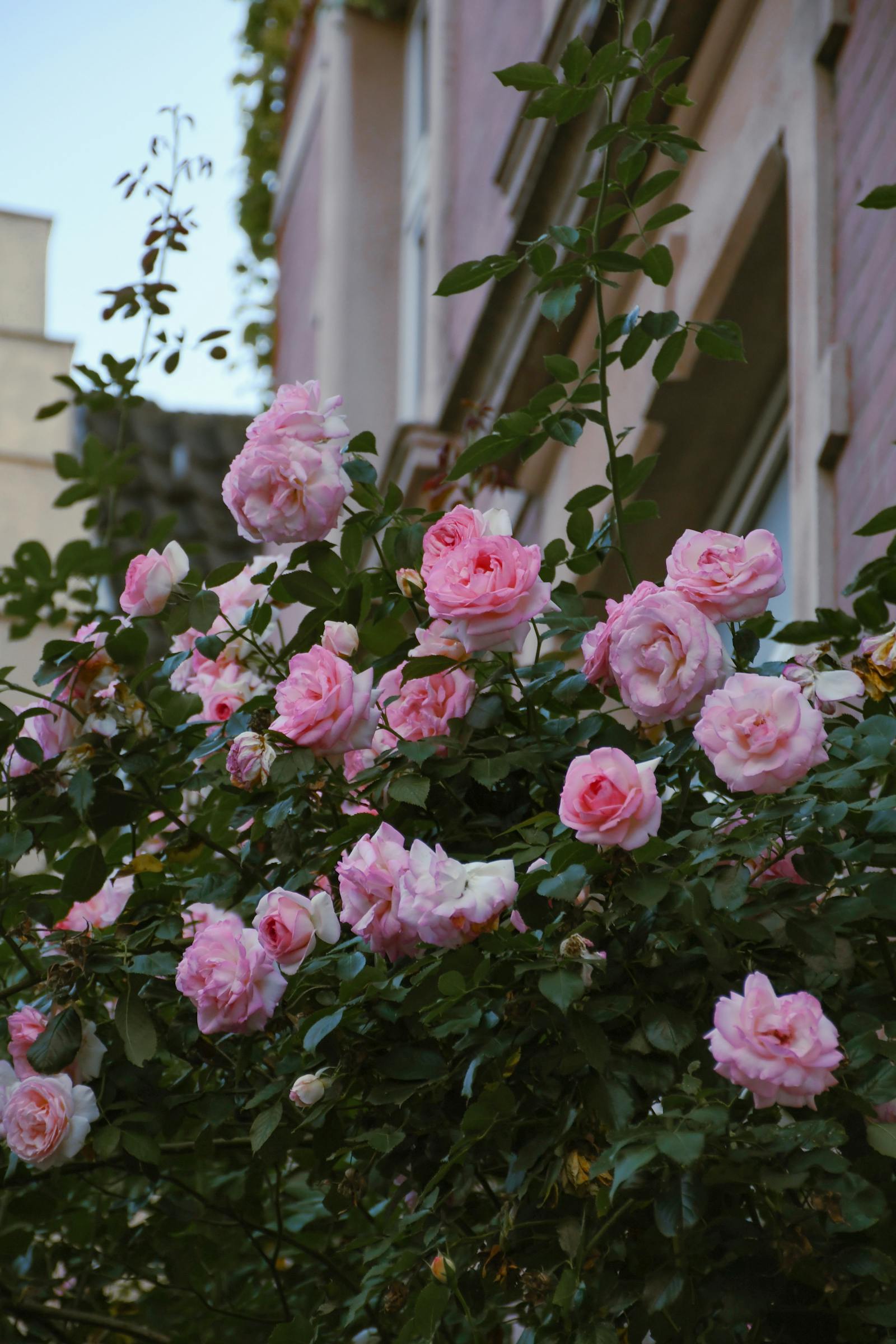 Rose Bush Photos, Download The BEST Free Rose Bush Stock Photos & HD Images