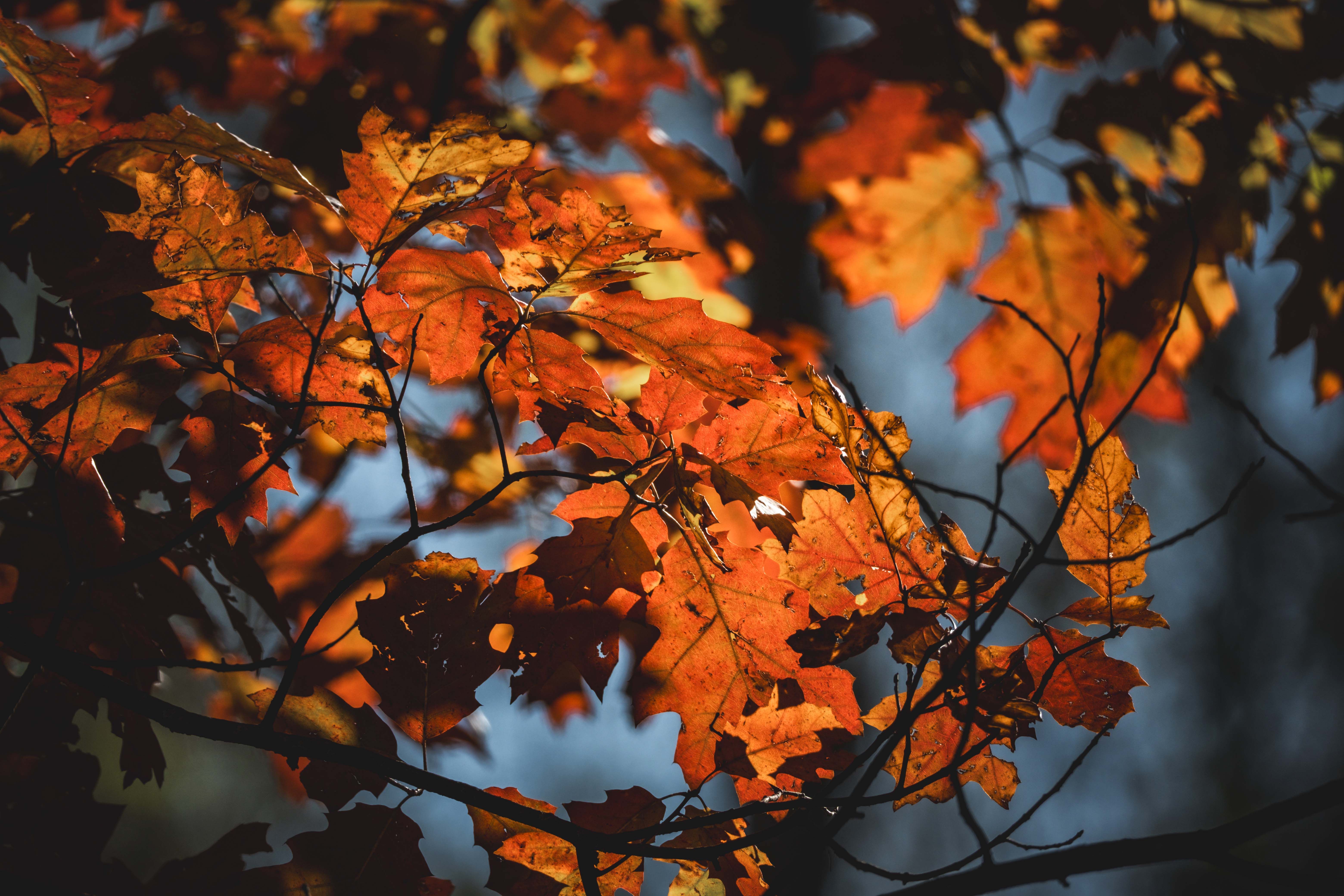 Vibrant Autumn Leaves in Sunlight · Free Stock Photo