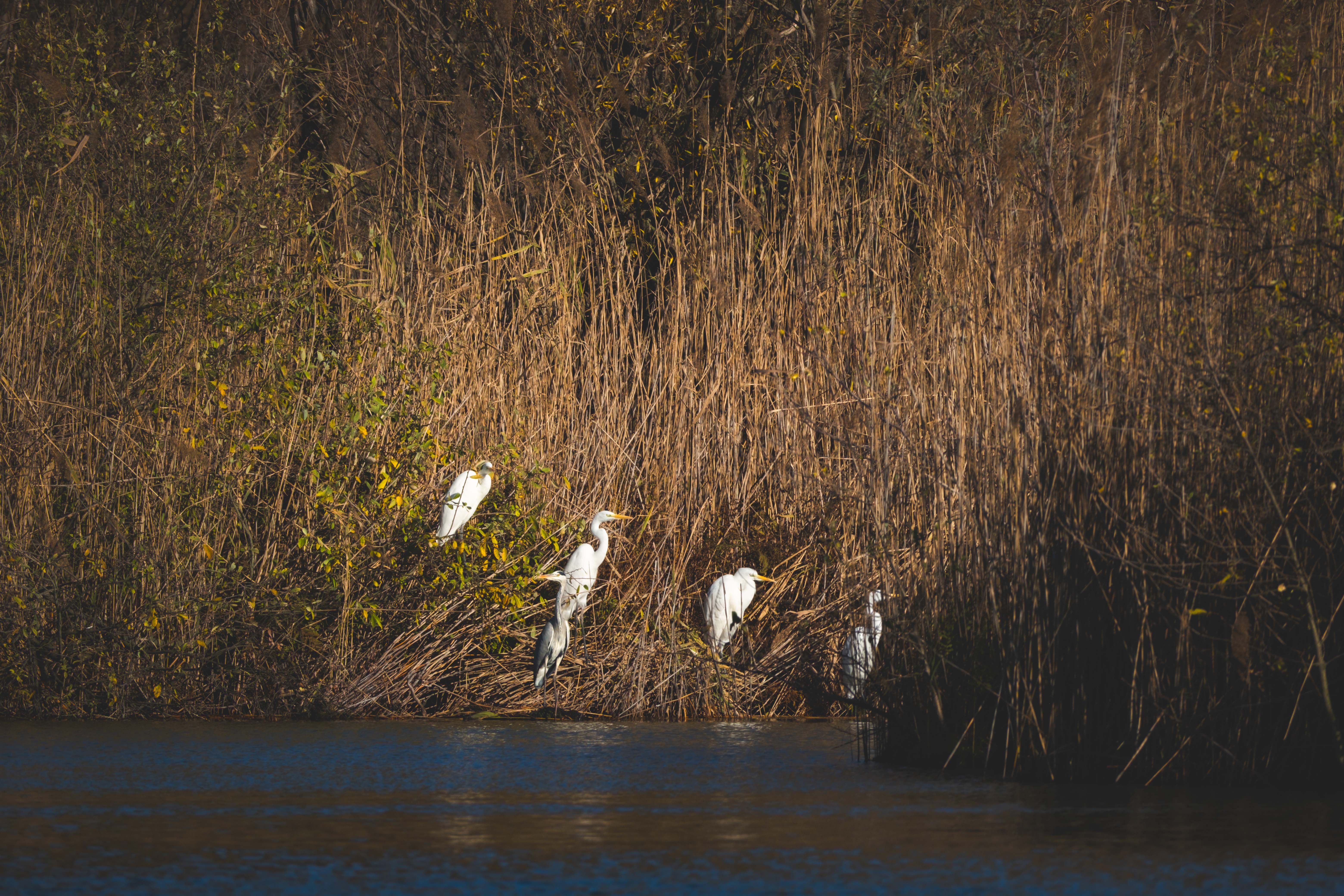 Egrets Resting by the Water's Edge in Nature · Free Stock Photo