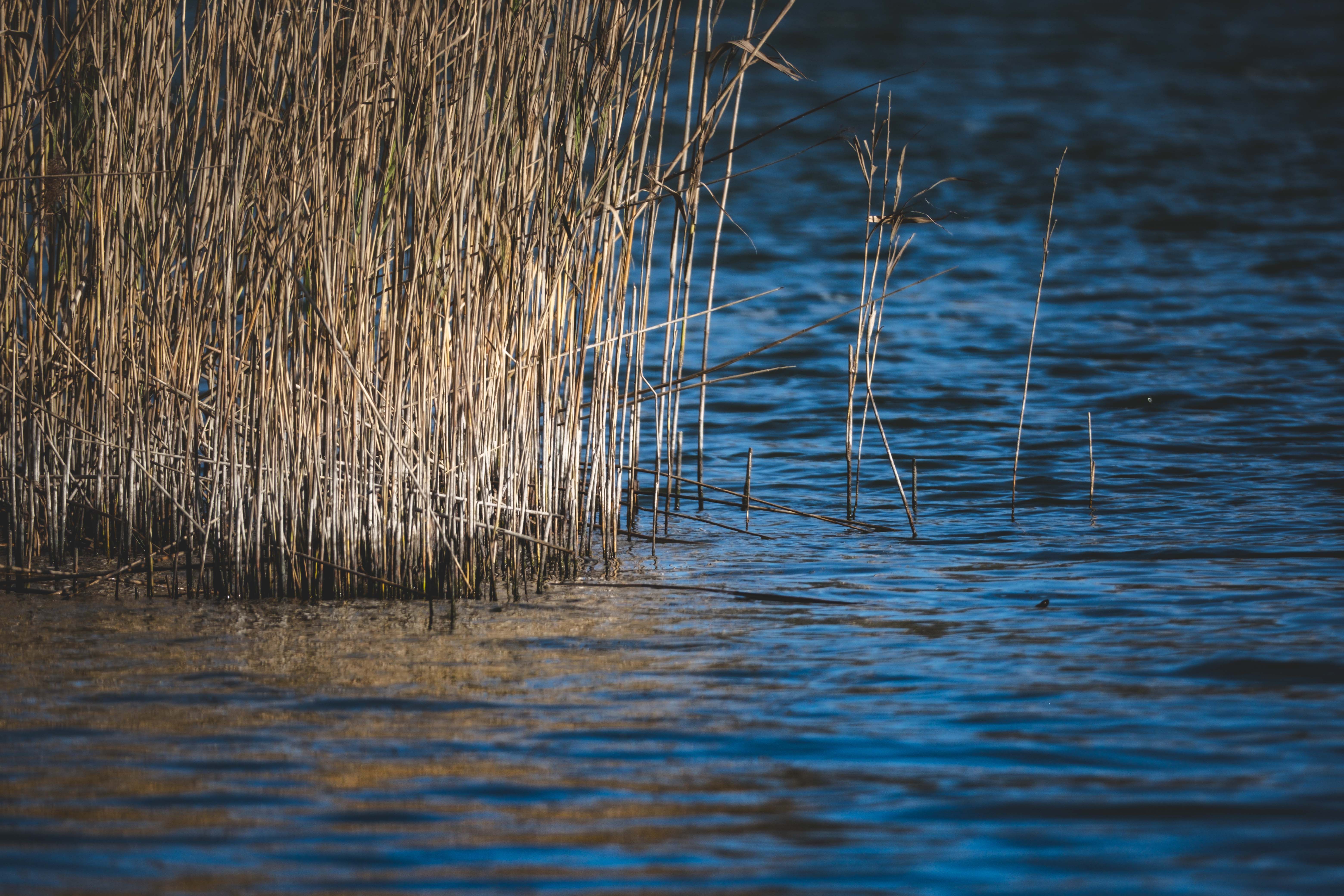 Blue Reed Photos, Download The BEST Free Blue Reed Stock Photos & HD Images