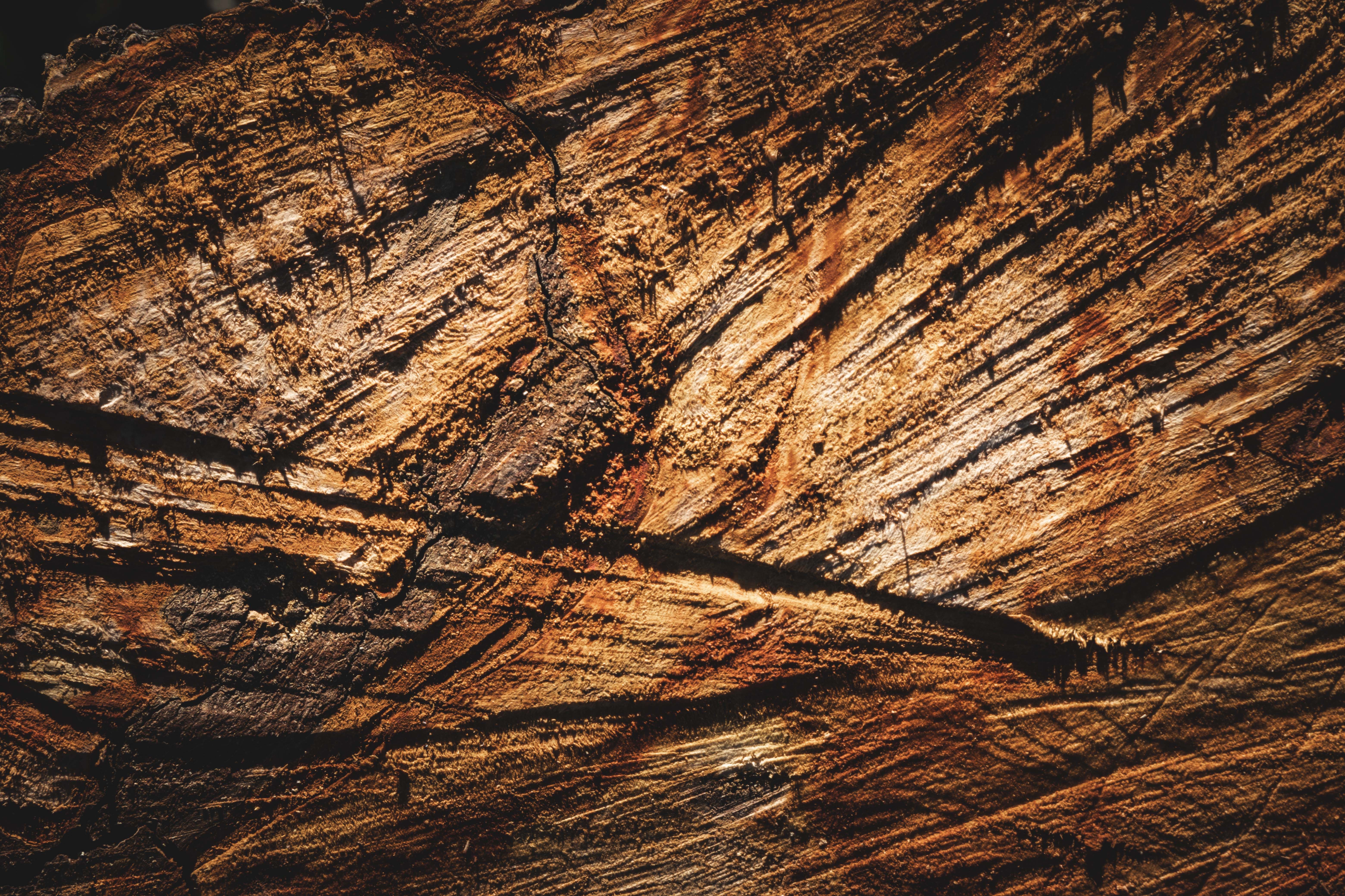 Close-up Texture of Natural Tree Bark · Free Stock Photo