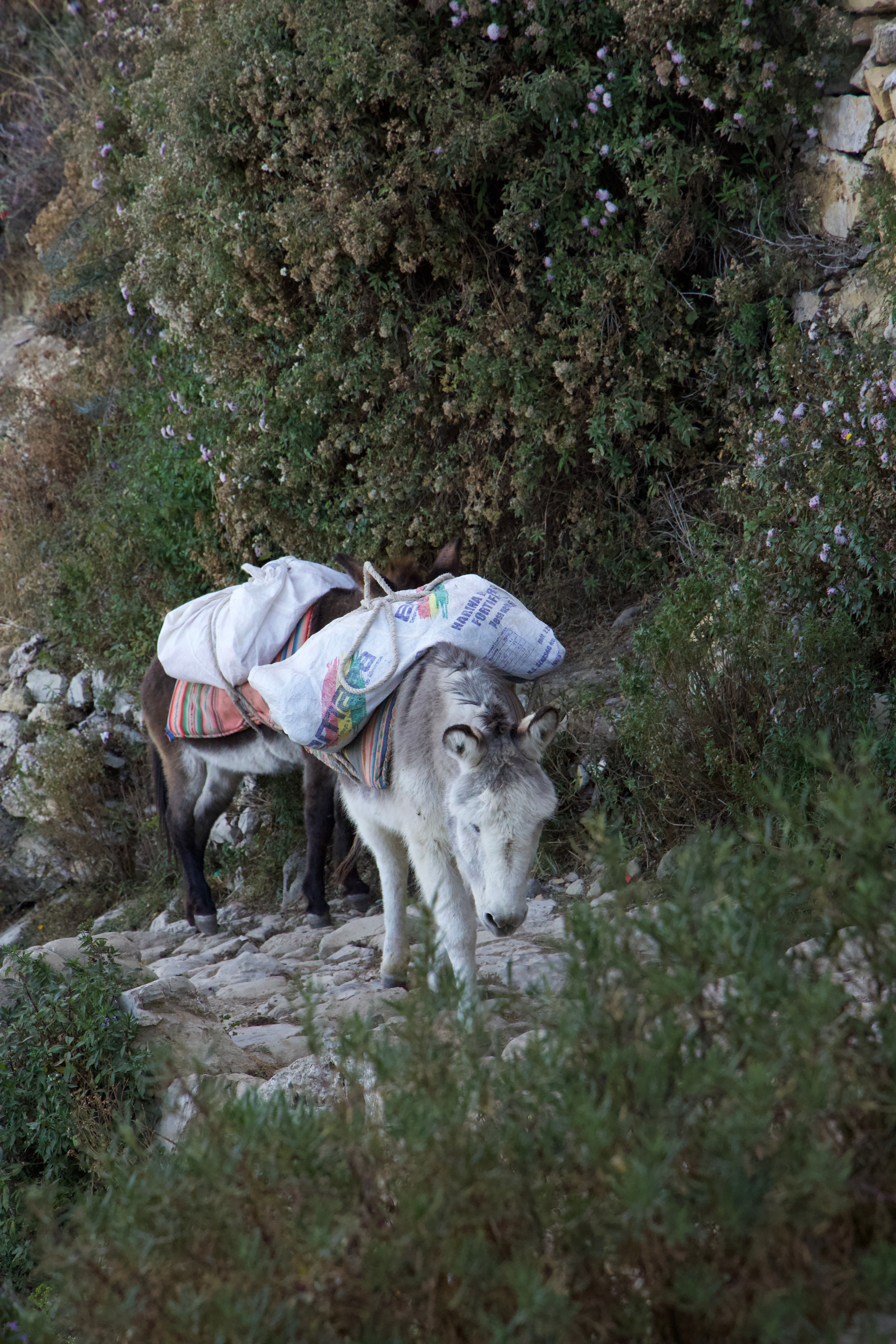 Donkeys Carrying Load on Mountain Path in Bolivia · Free Stock Photo