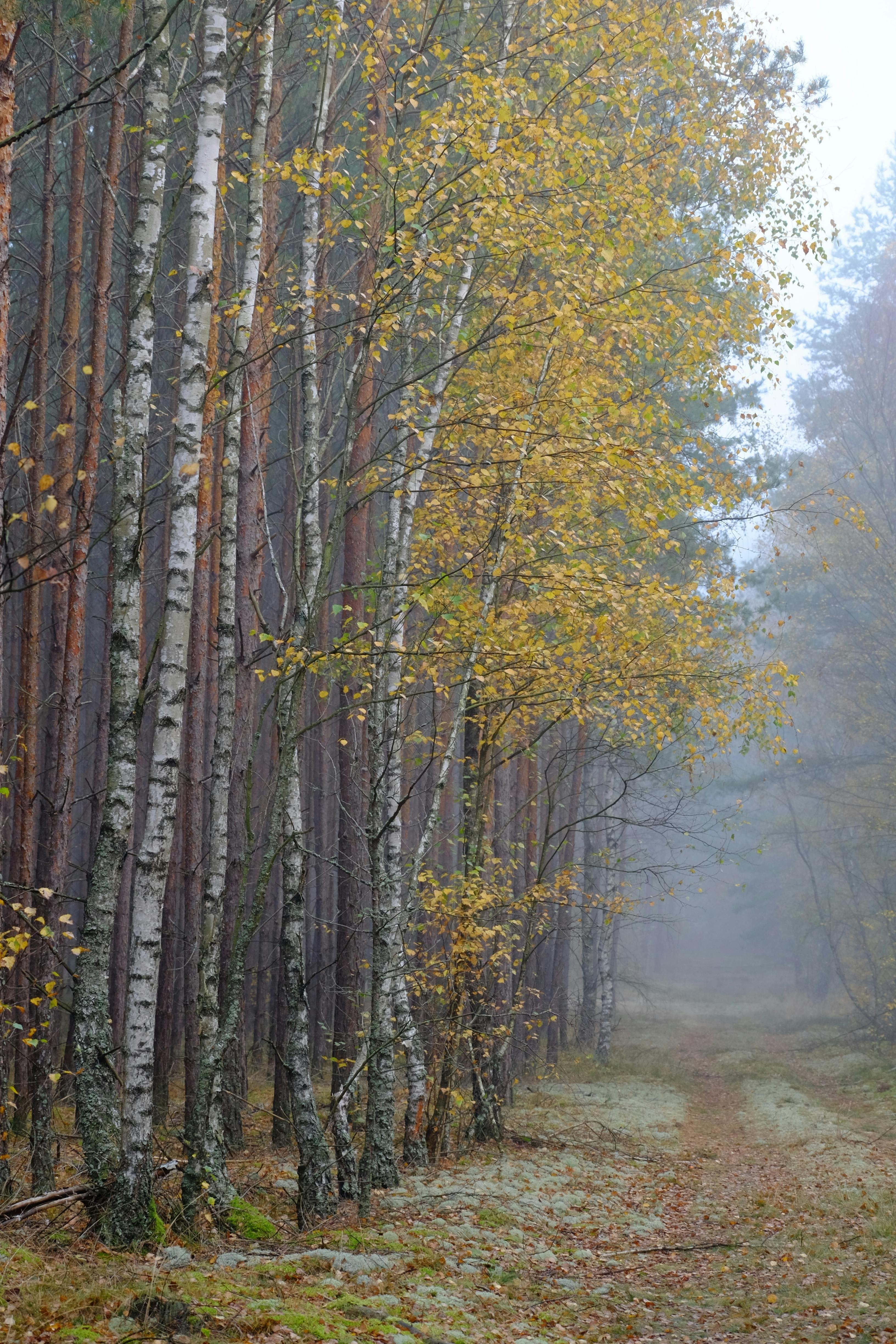 Landscape Field and Trees · Free Stock Photo