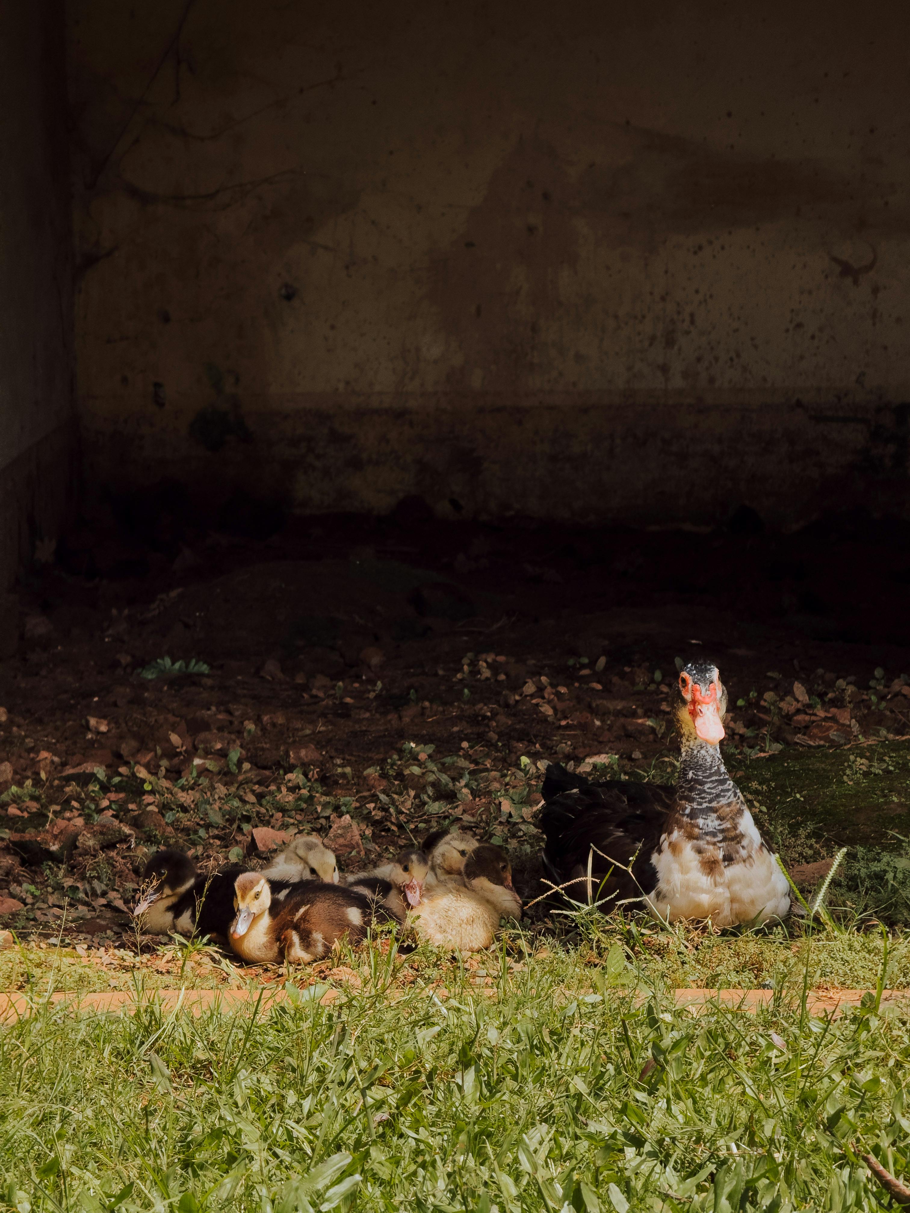 Muscovy Duck with Ducklings in Uganda · Free Stock Photo
