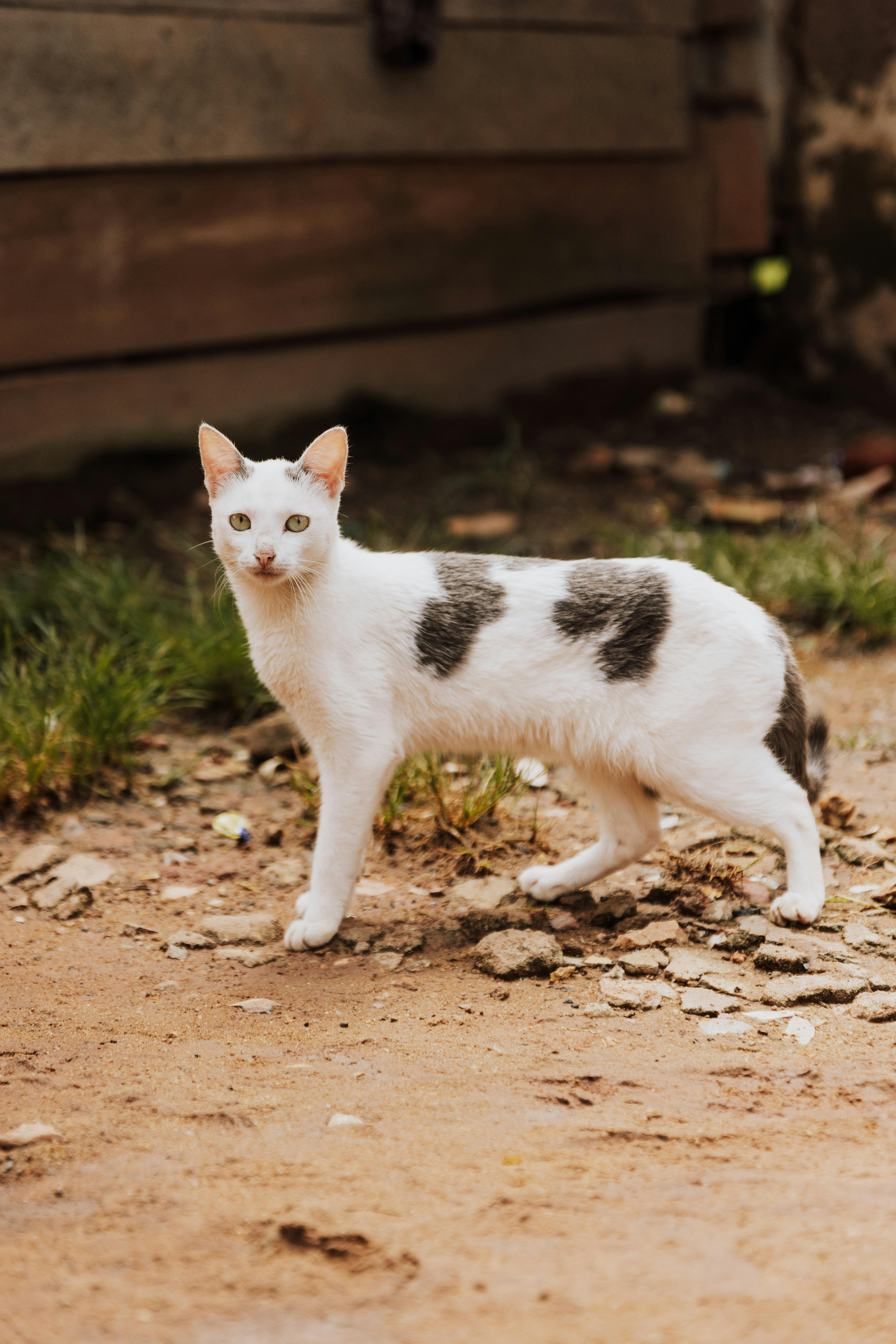 Cat In Uganda Photos, Download The BEST Free Cat In Uganda Stock Photos ...