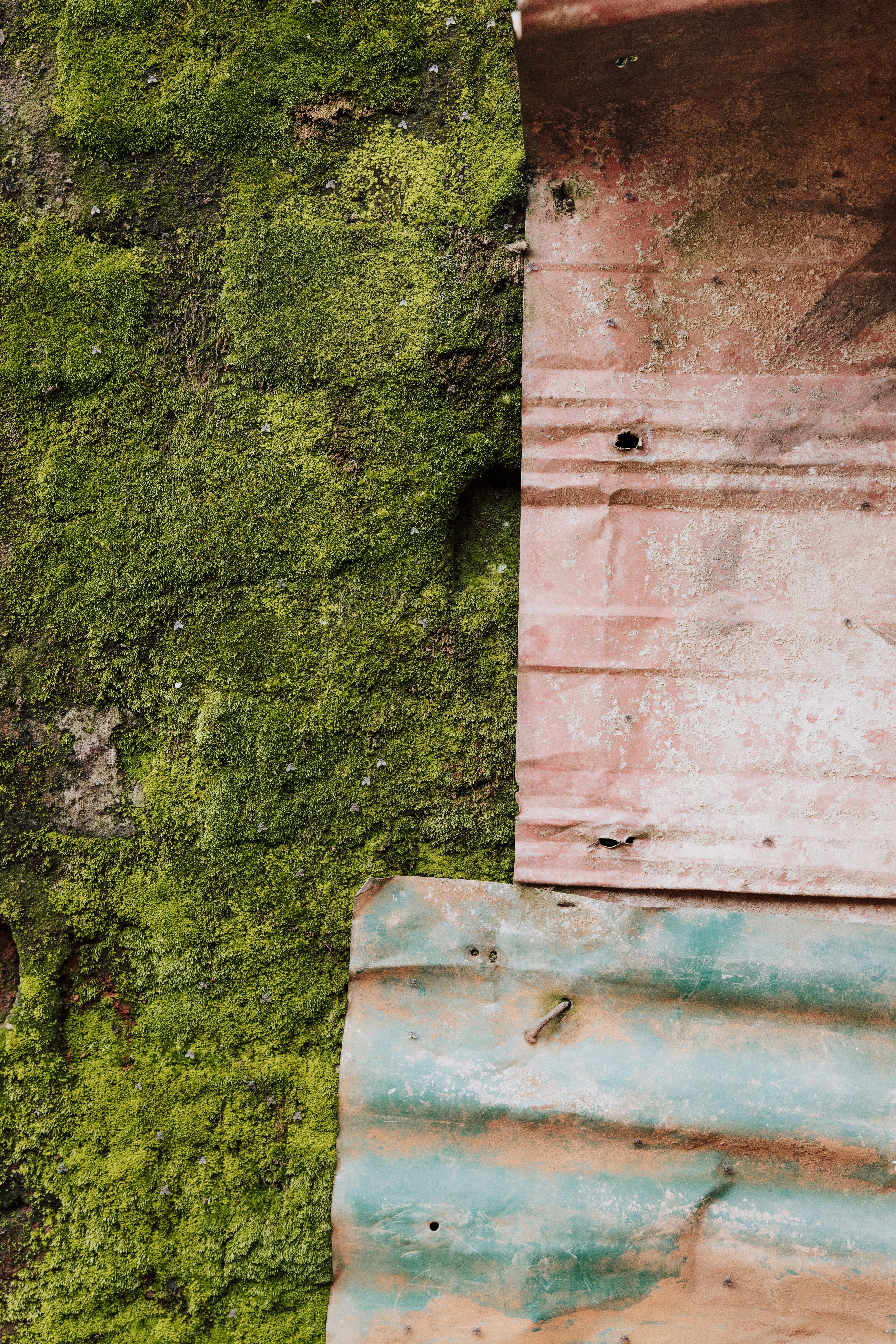 Weathered Texture of Moss and Corrugated Metal · Free Stock Photo