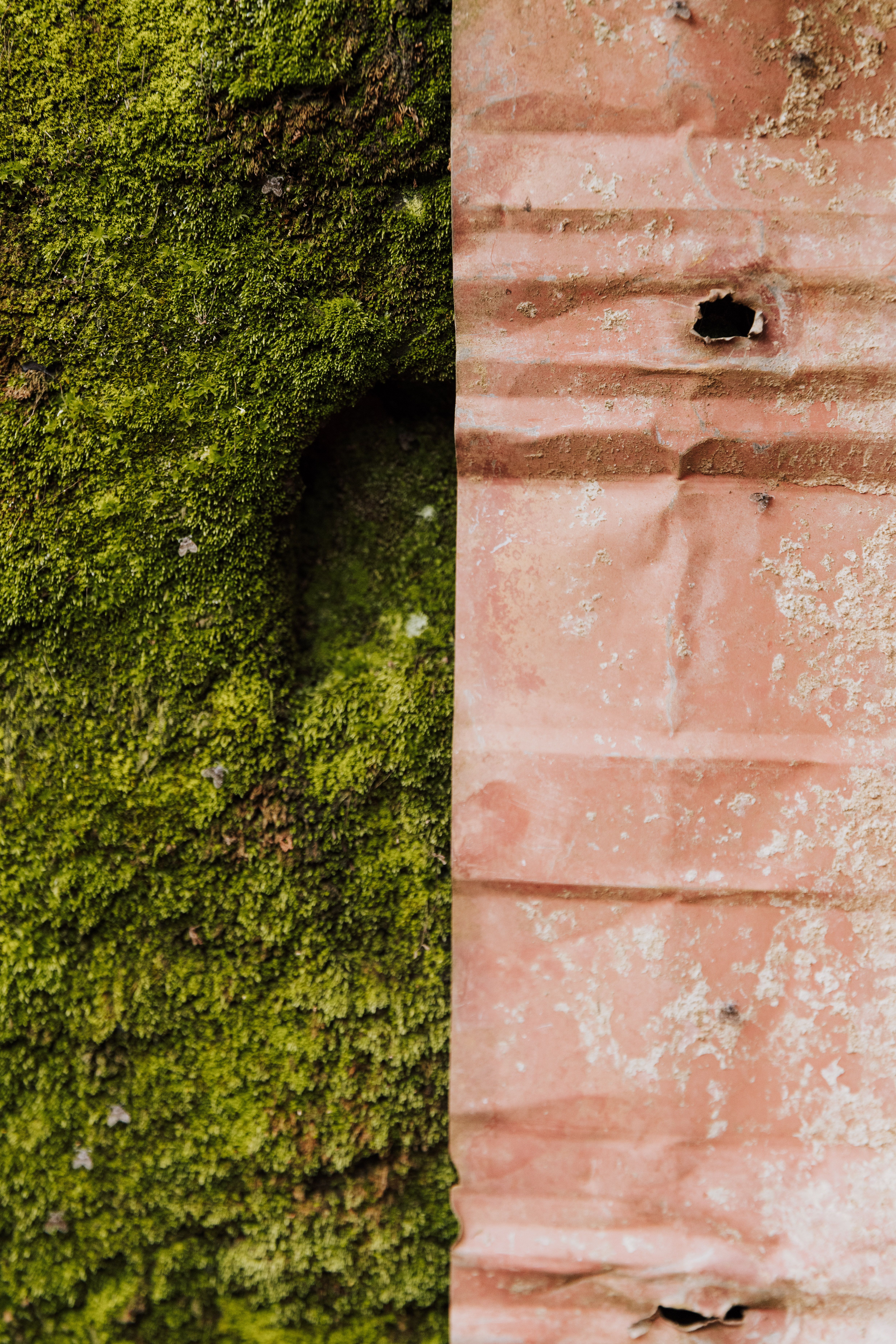 Textured Contrast of Moss and Rusty Metal · Free Stock Photo