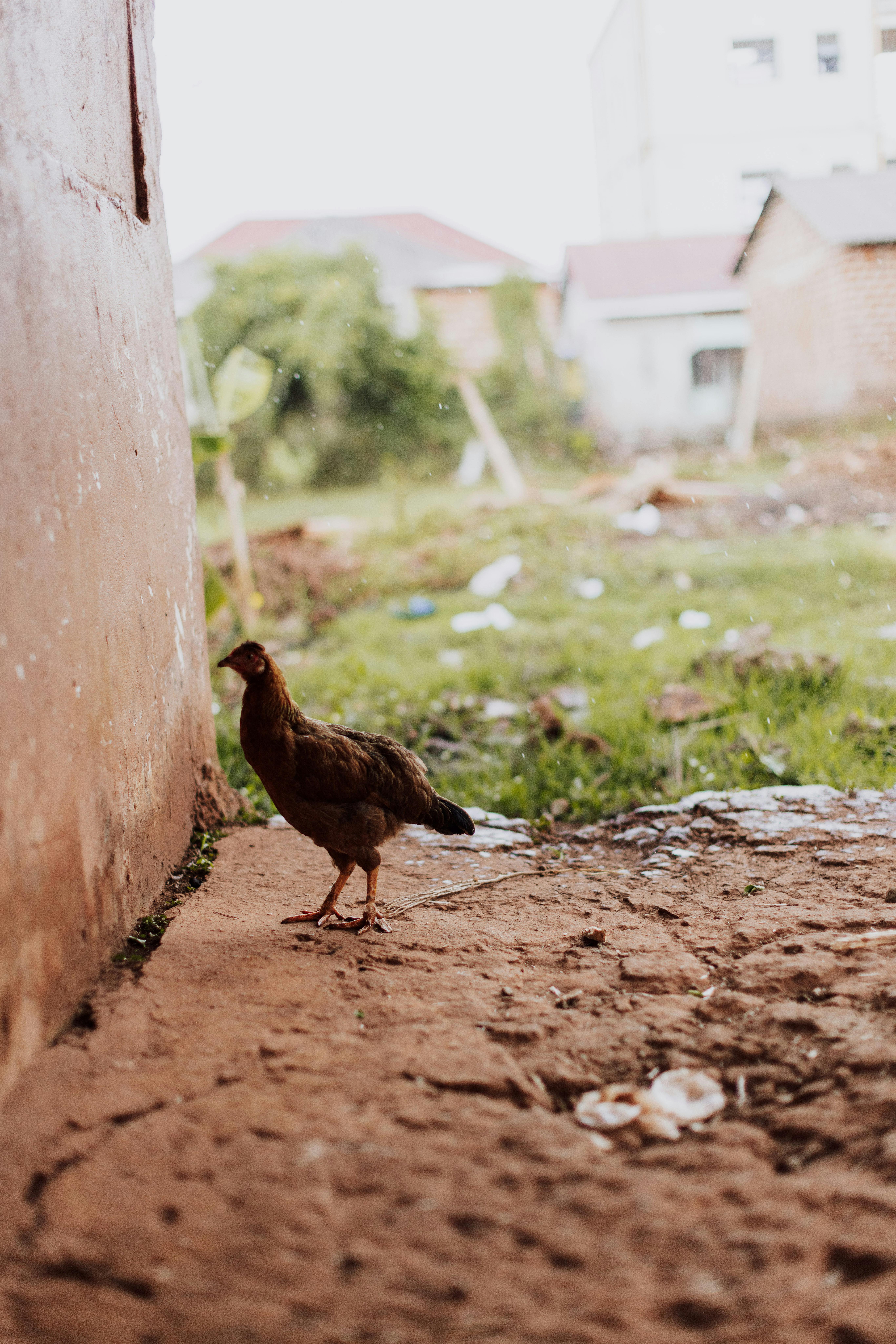 Free-Range Hen Wandering Outdoors in Uganda · Free Stock Photo