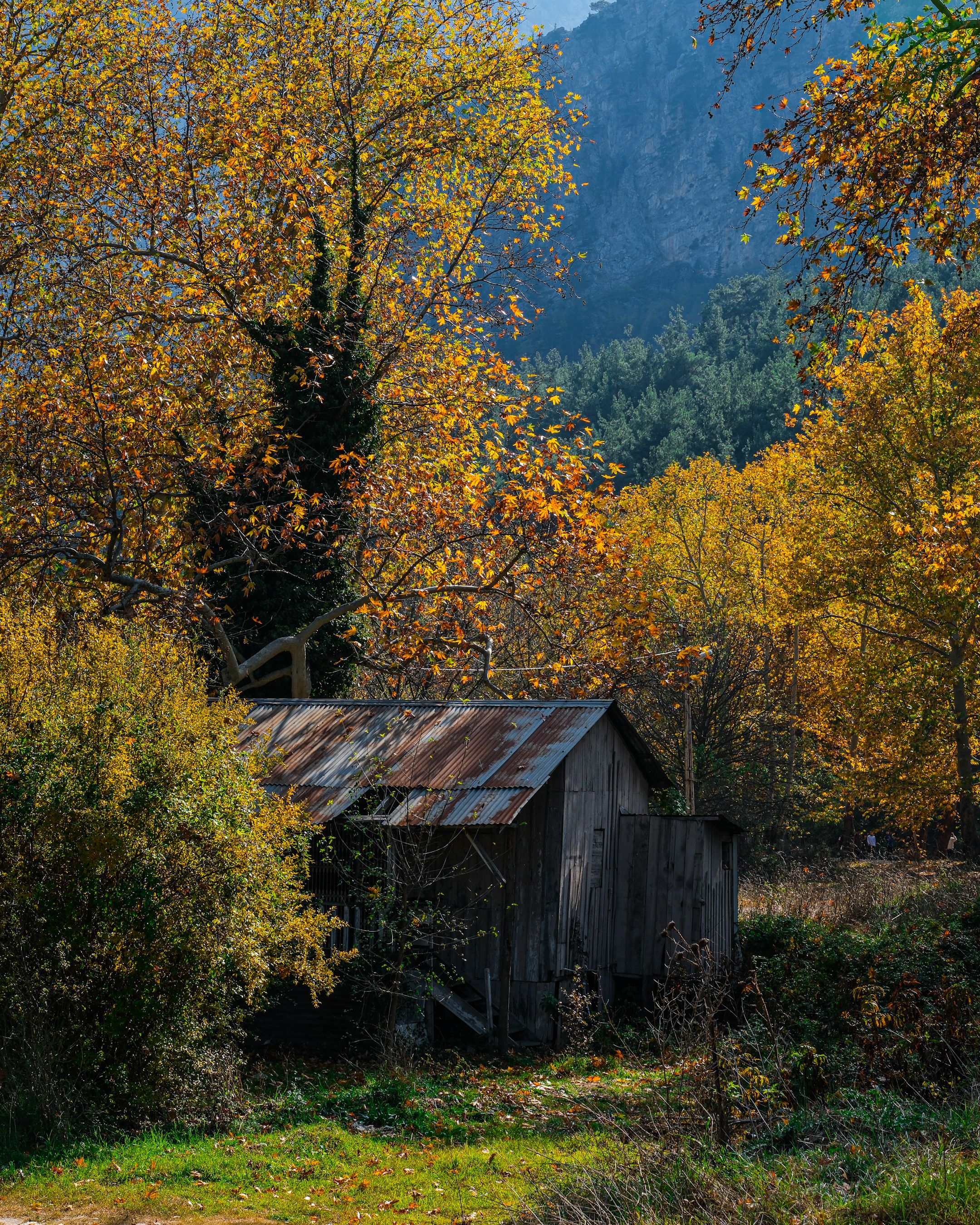Rustic Autumnal Cabin in Scenic Forest · Free Stock Photo