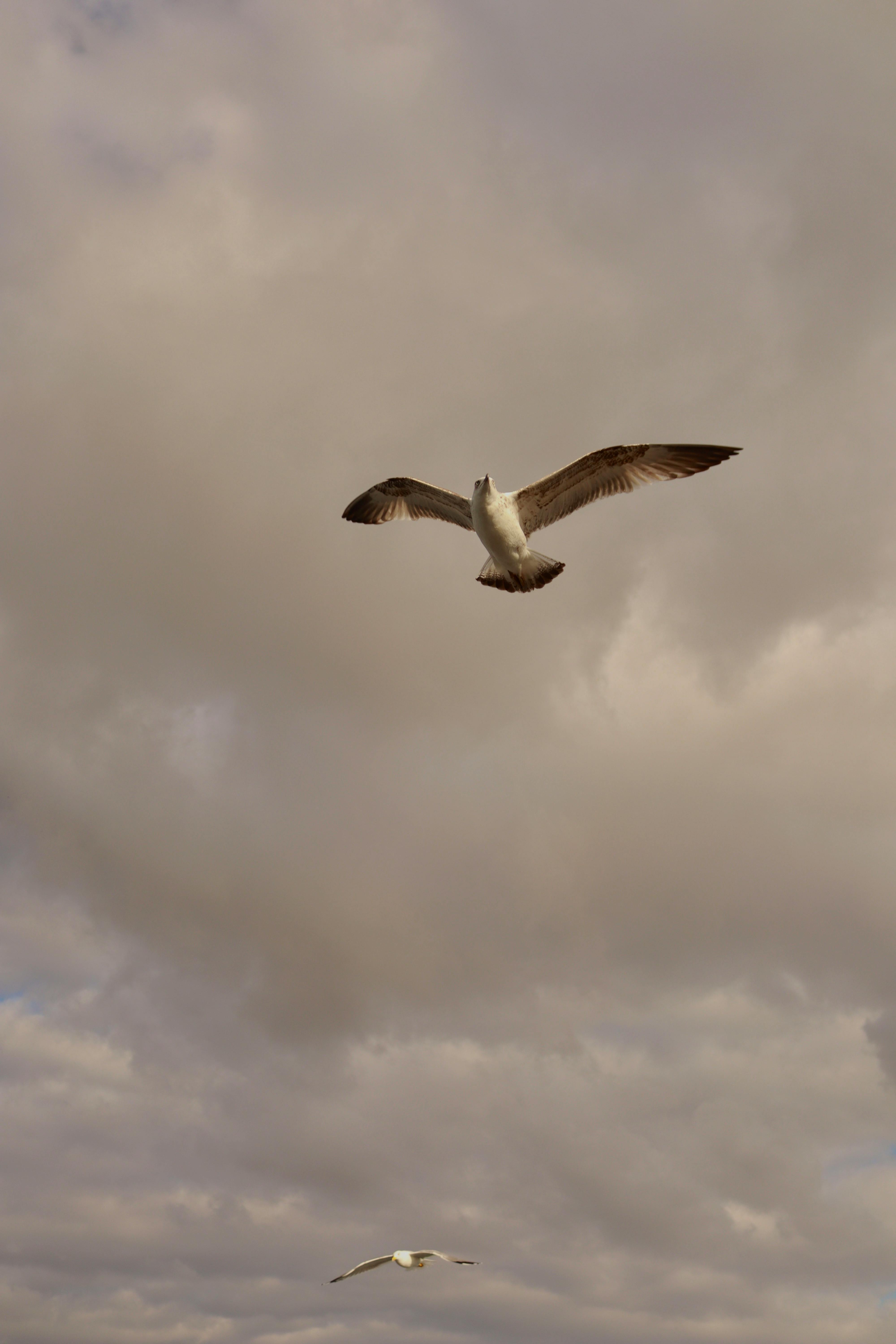 White and Grey Bird Flying Freely at Blue Cloudy Sky · Free Stock Photo