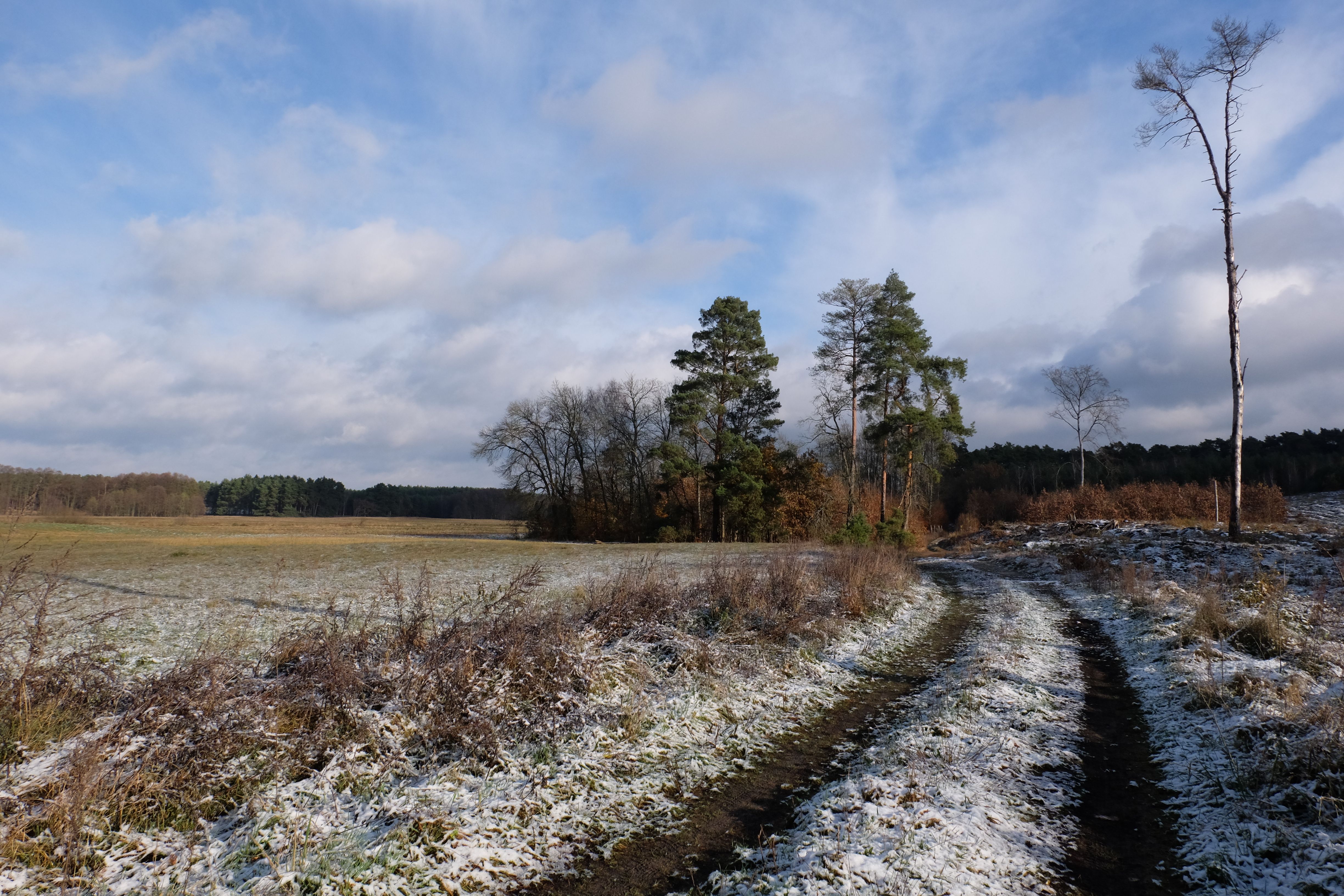 Scenic Winter Landscape with Snow-Dusted Path · Free Stock Photo