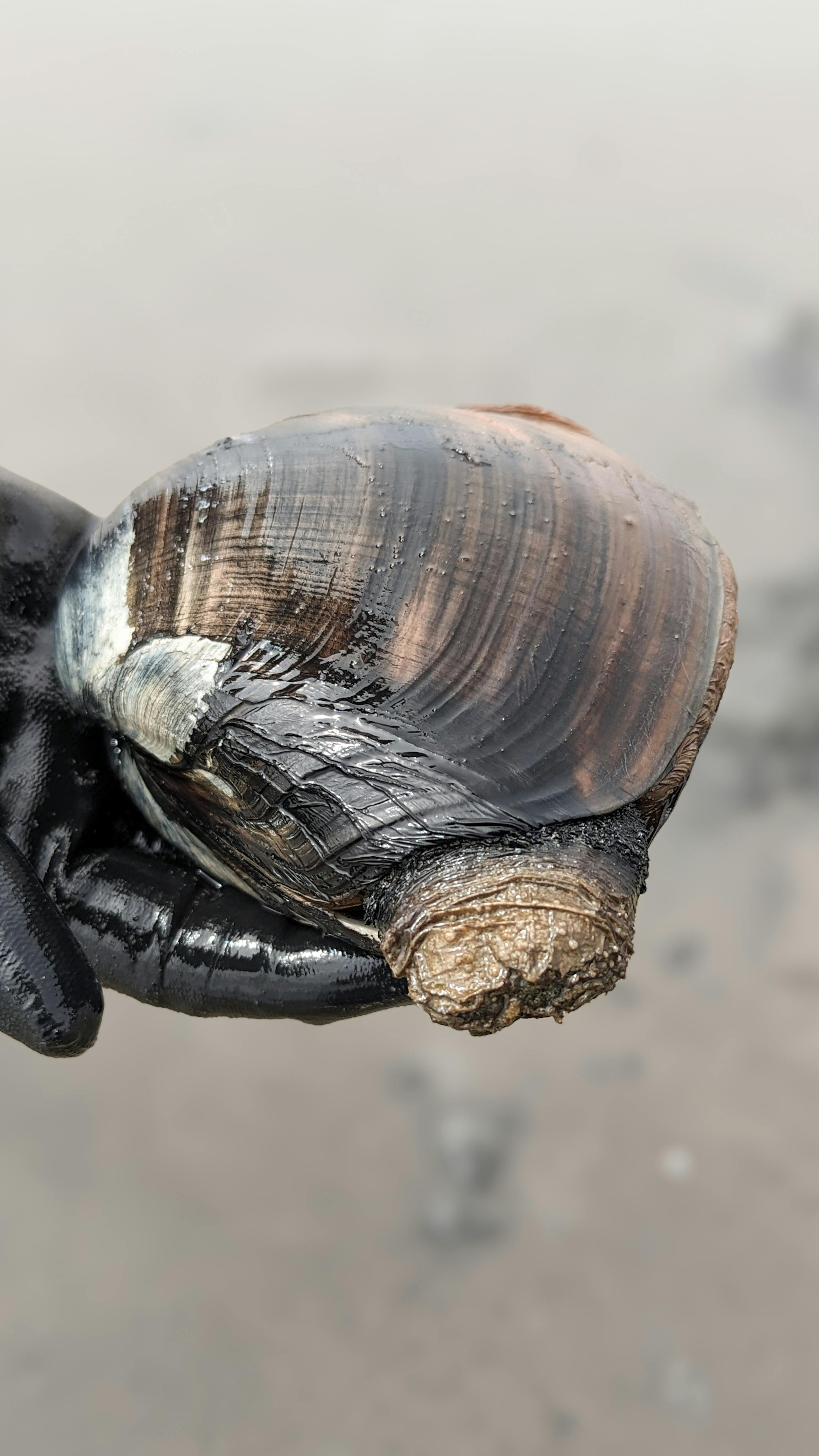 Close-up of Hand Holding Gaper Clam Shell · Free Stock Photo