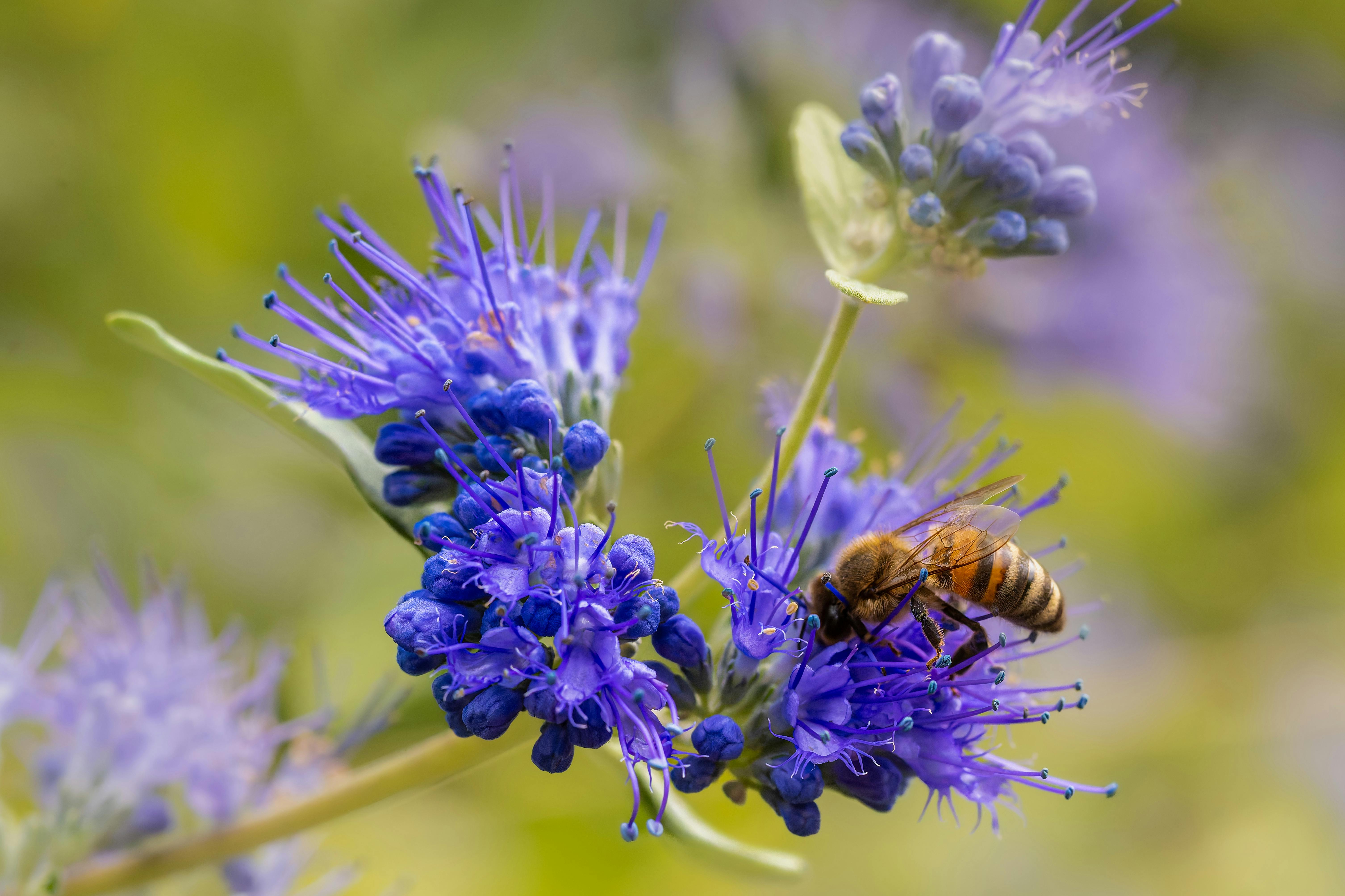 Honey Bee Collecting Nectar from Blue Flowers · Free Stock Photo