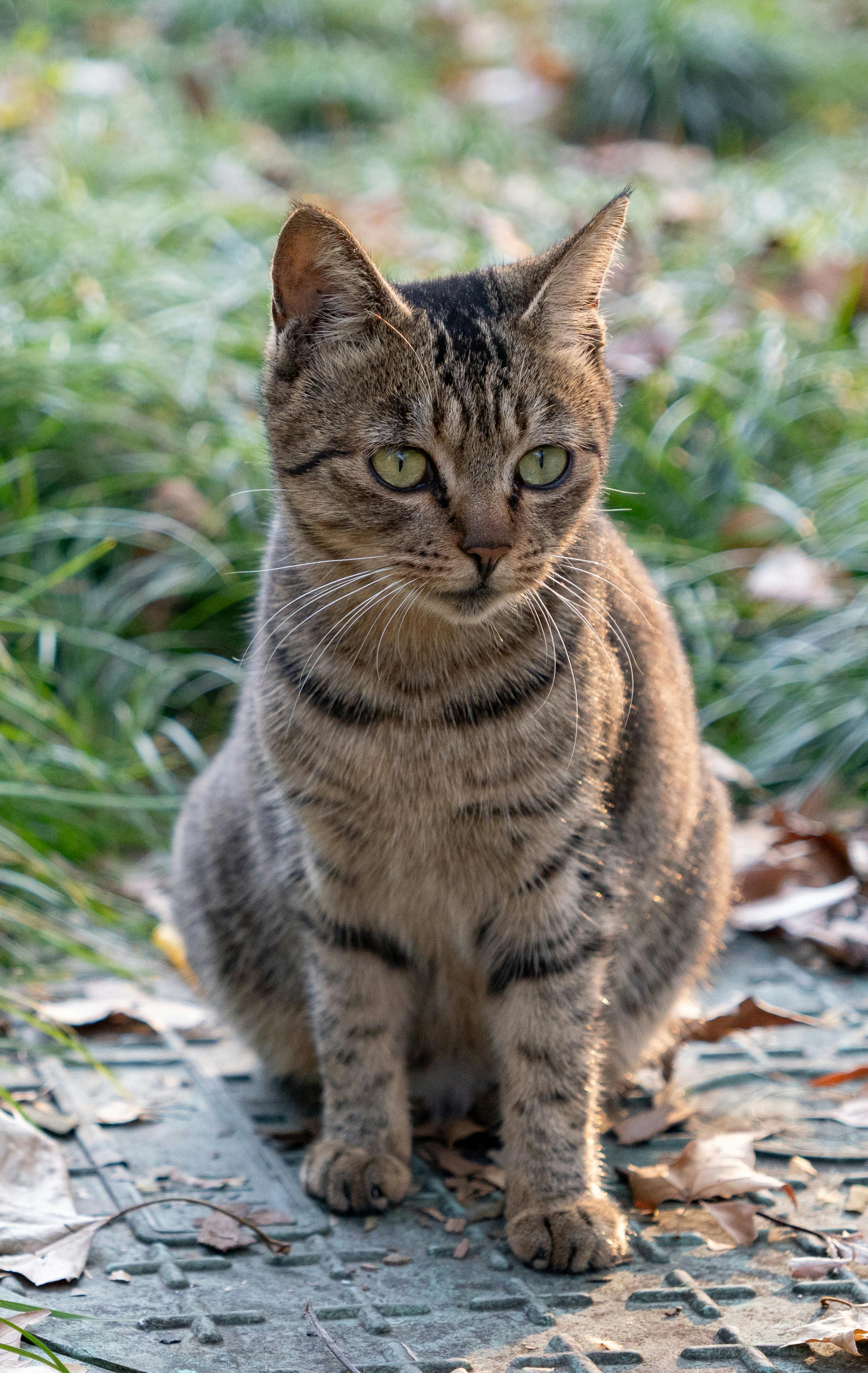 Charming Tabby Cat in Outdoor Setting · Free Stock Photo