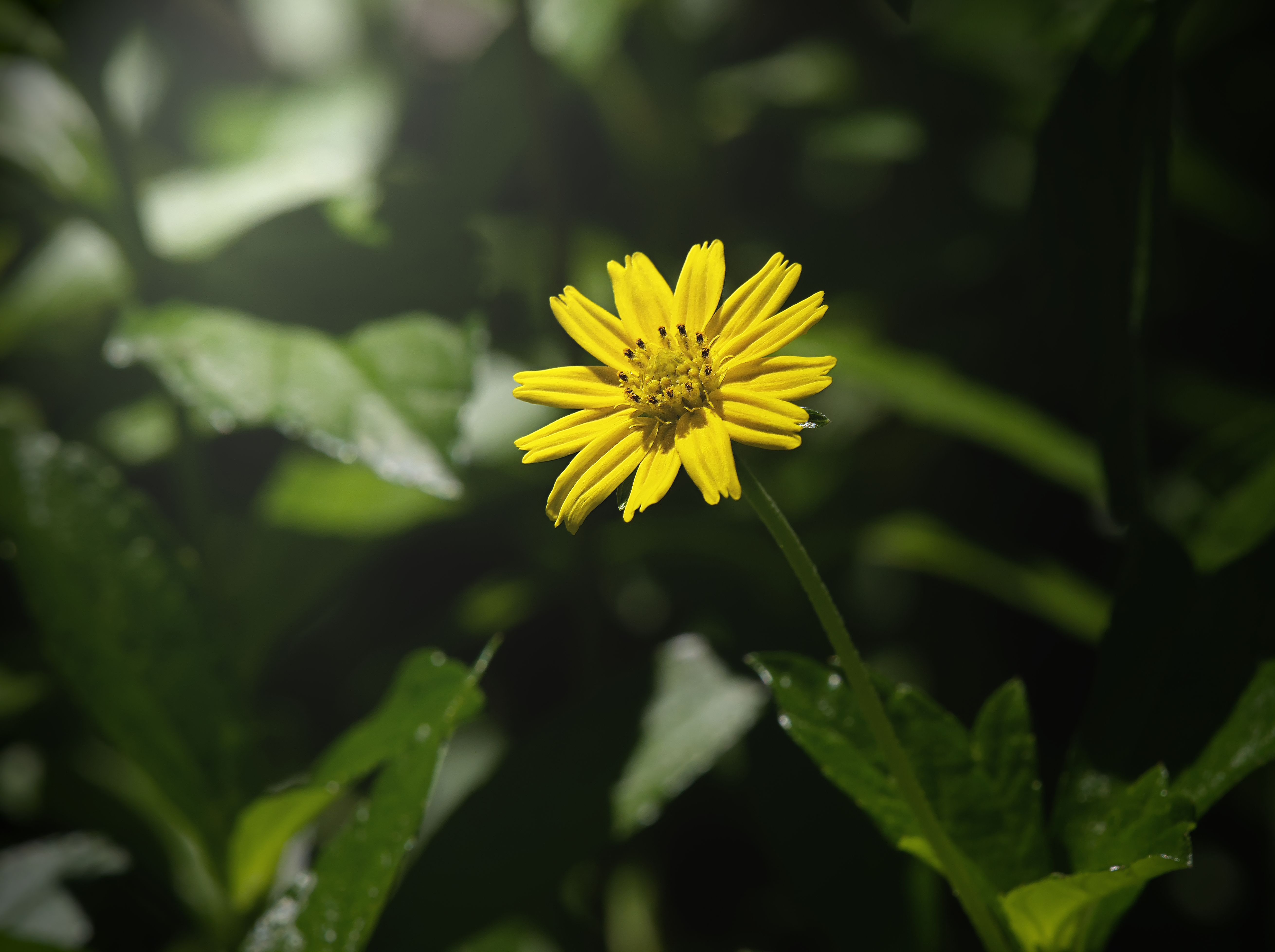 Bright Yellow Flower in Green Foliage · Free Stock Photo