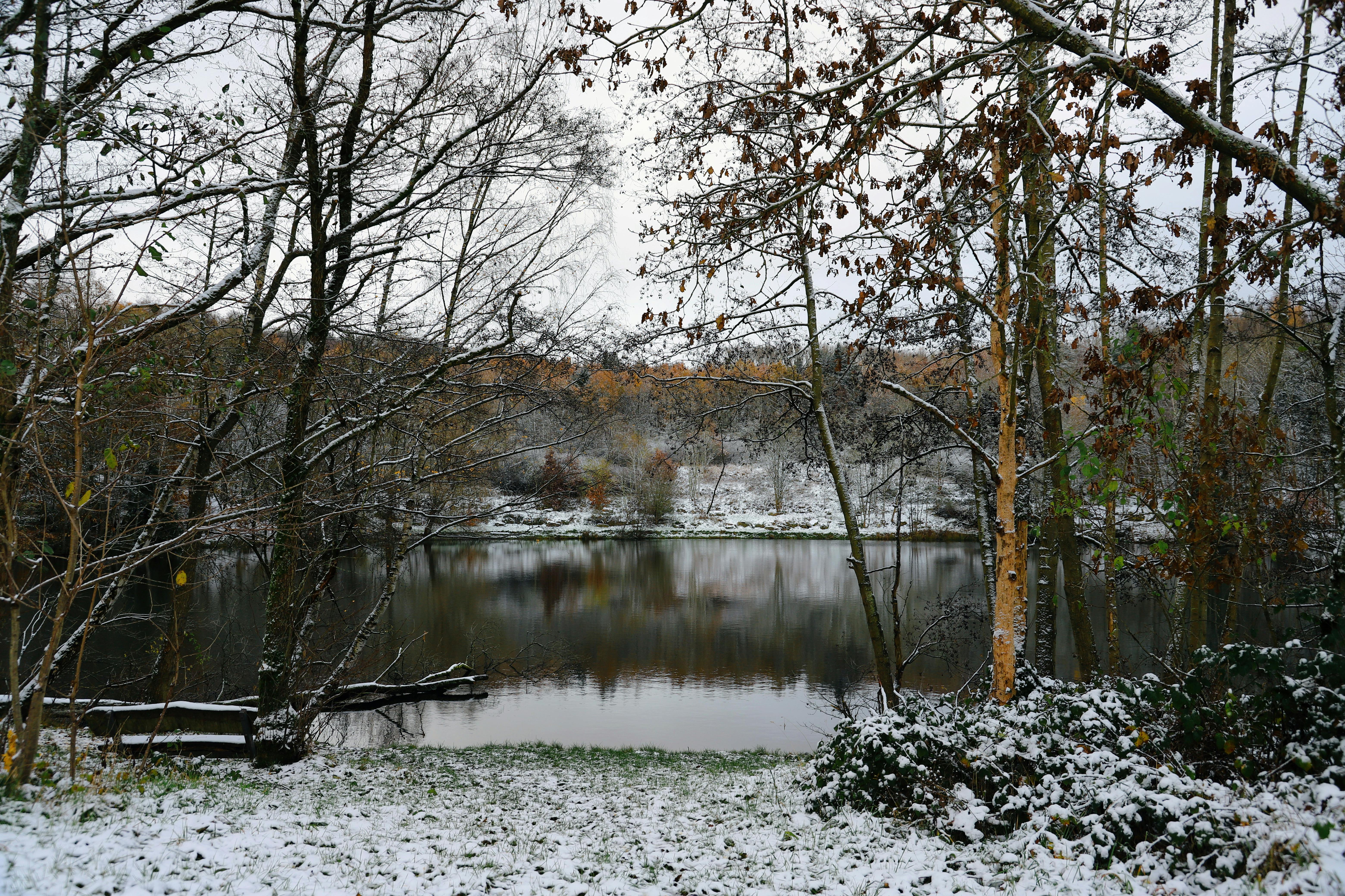 Forest Cold Photos, Download The BEST Free Forest Cold Stock Photos ...