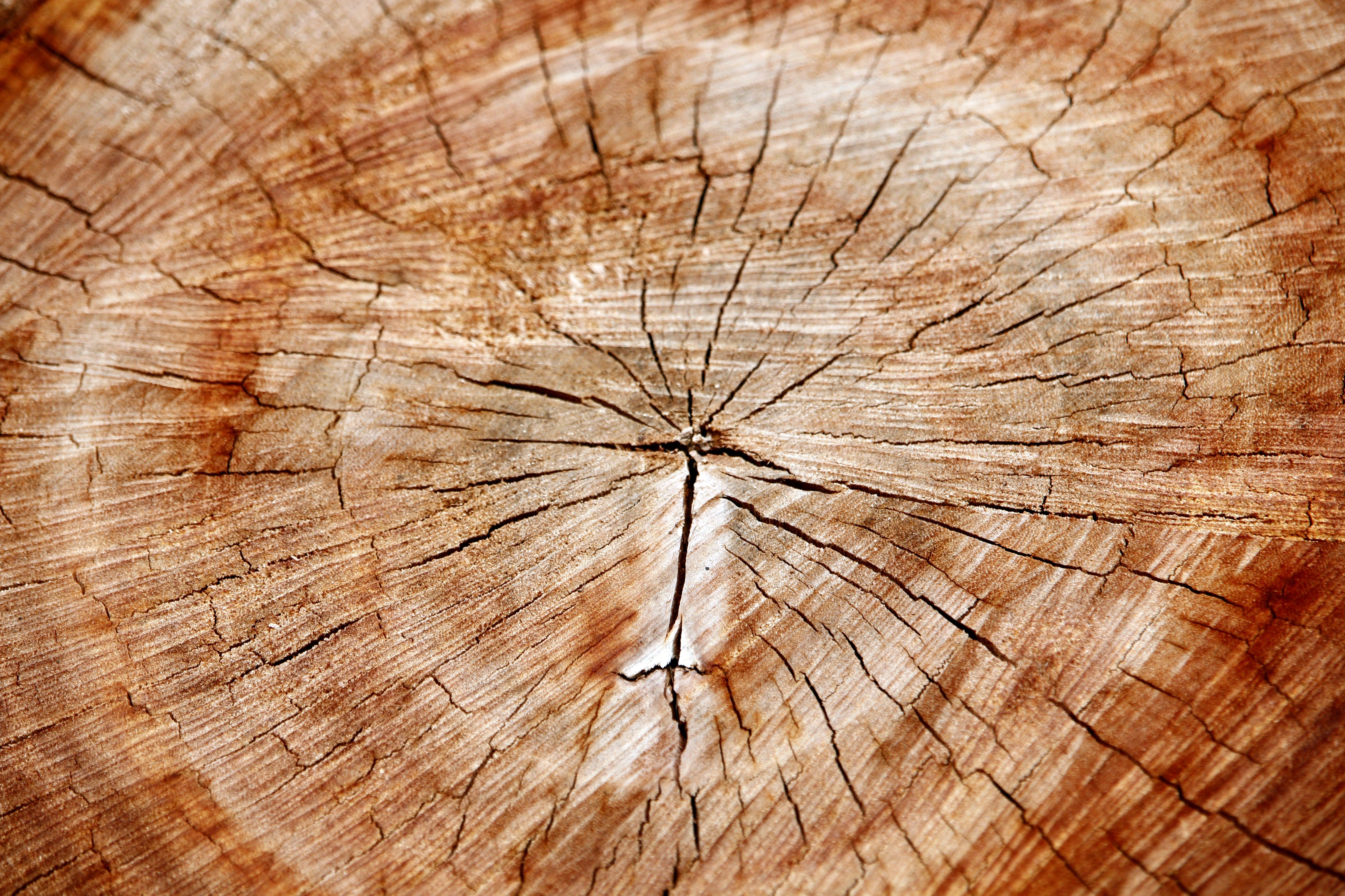 Close-up of Tree Ring Texture in Guaratuba · Free Stock Photo
