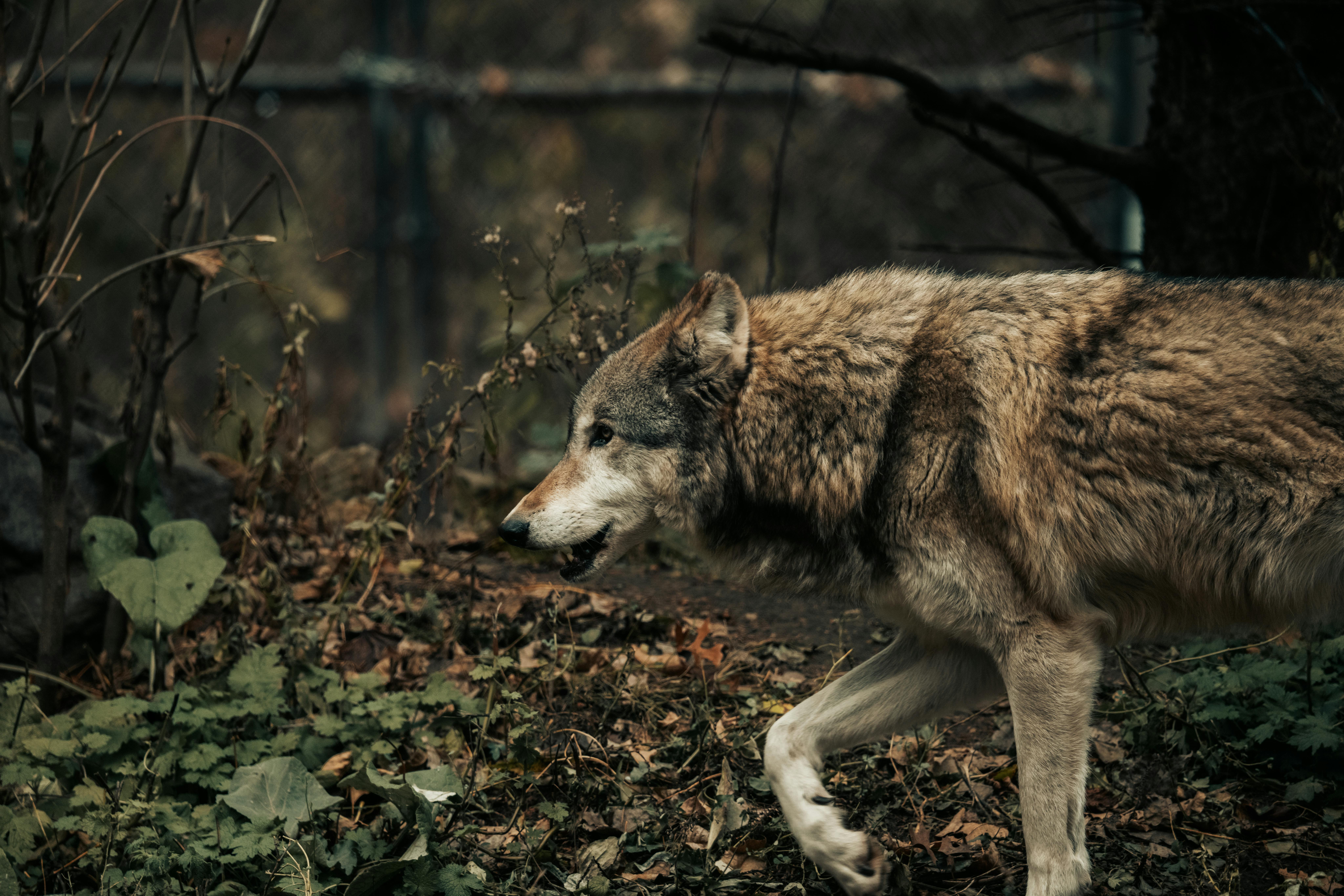 Majestic Gray Wolf in Natural Habitat · Free Stock Photo