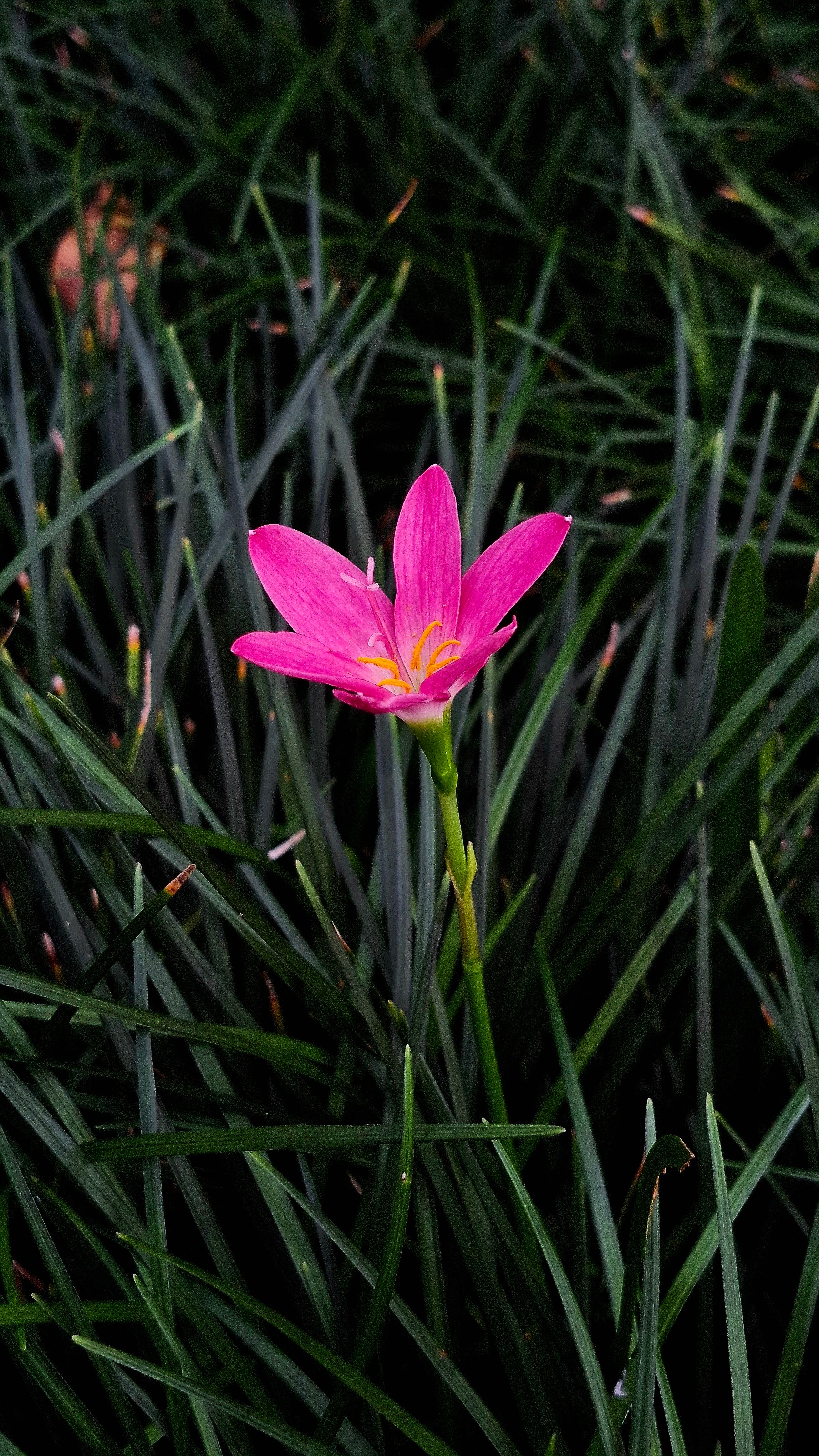 Stunning Pink Zephyranthes Flower in Vietnamese Garden · Free Stock Photo