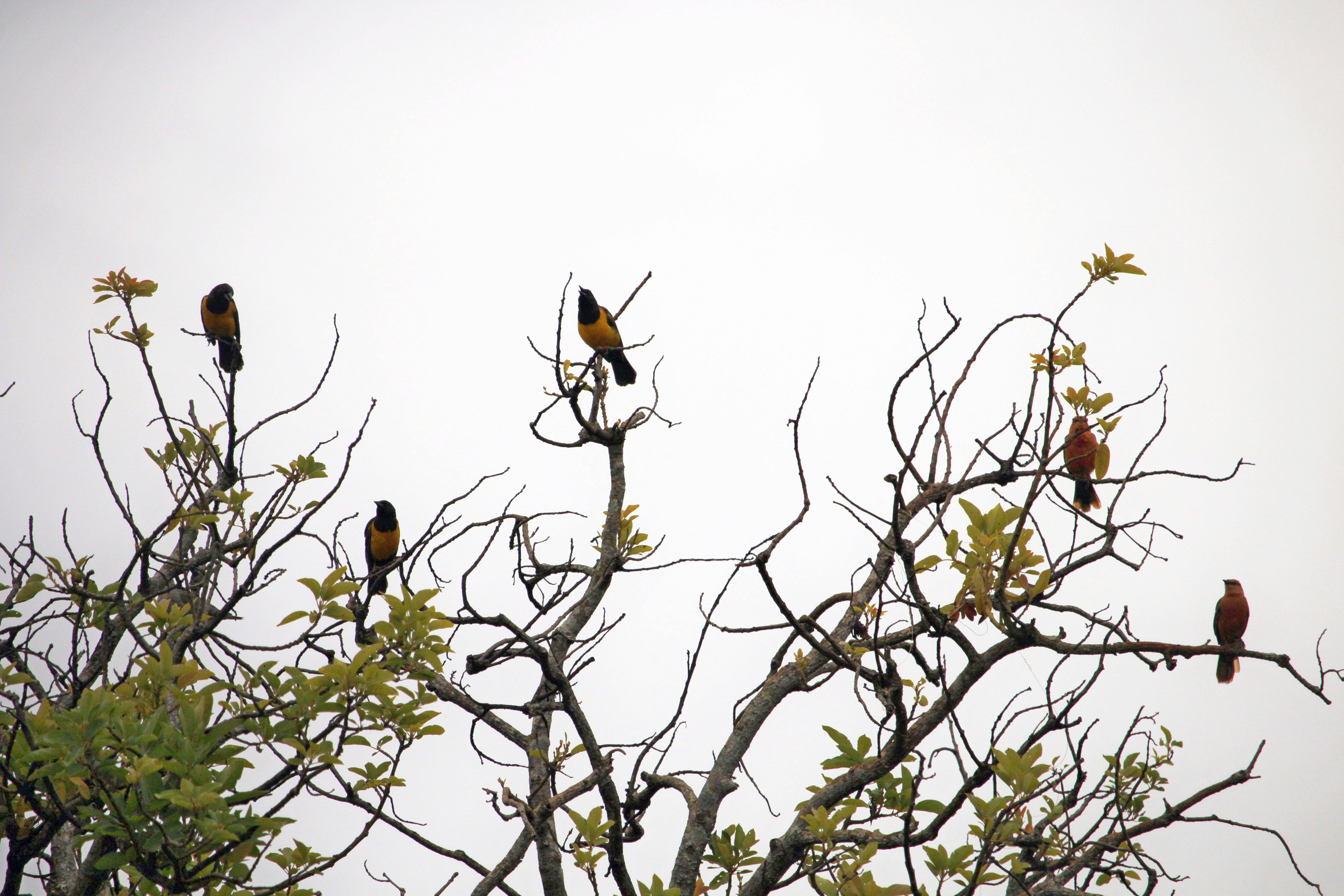 Ten Birds Photos, Download The BEST Free Ten Birds Stock Photos & HD Images