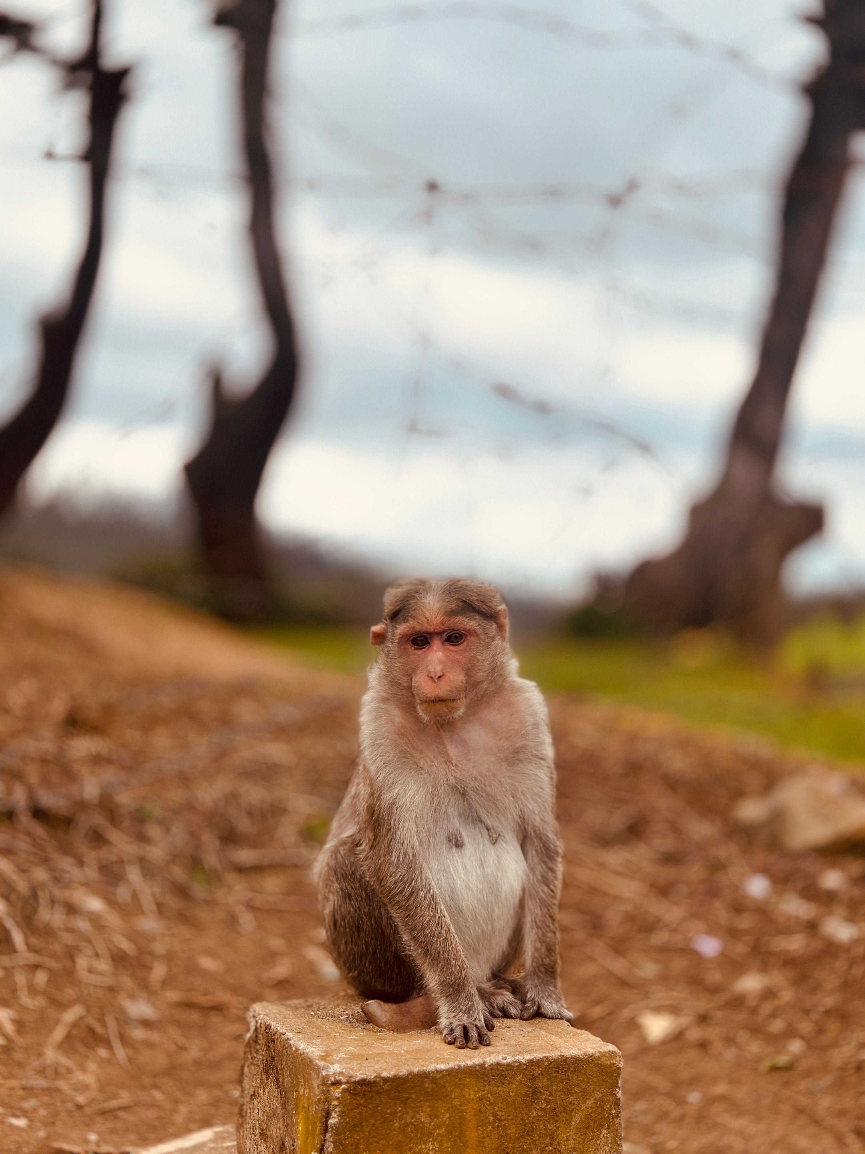 Monkey Sitting on a Stone in Natural Setting · Free Stock Photo