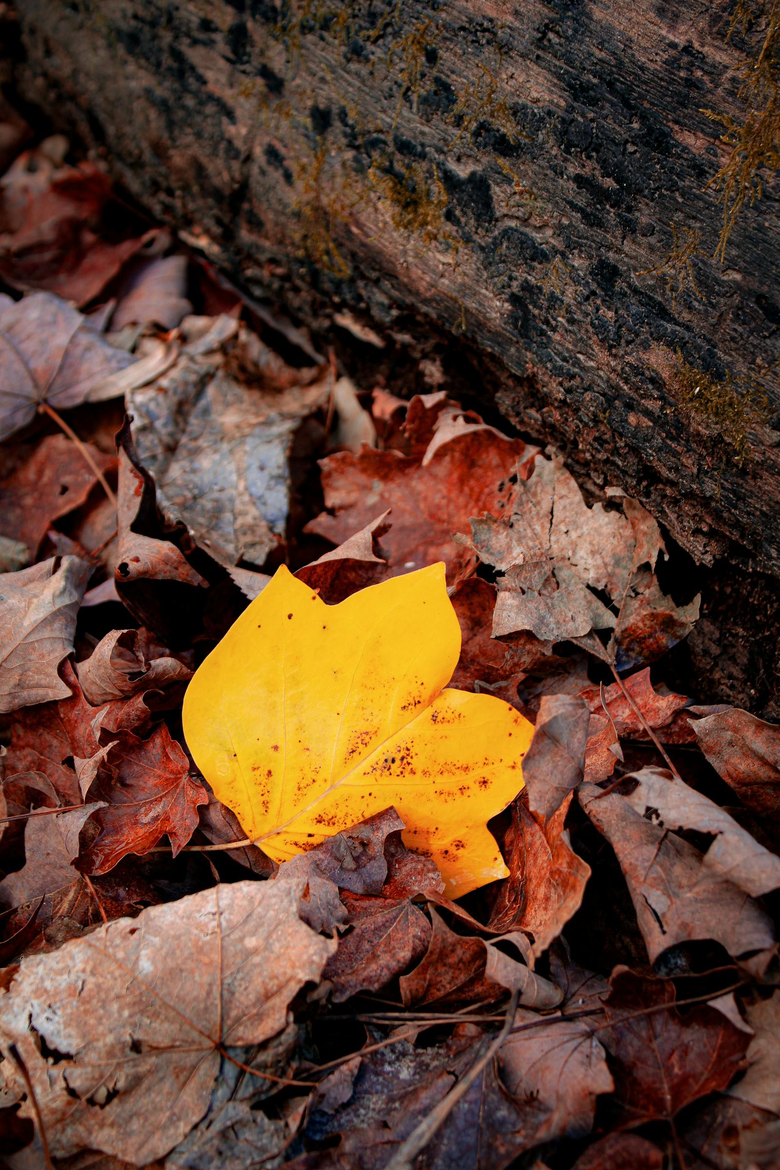 Welcome To November Photos, Download The BEST Free Welcome To November ...