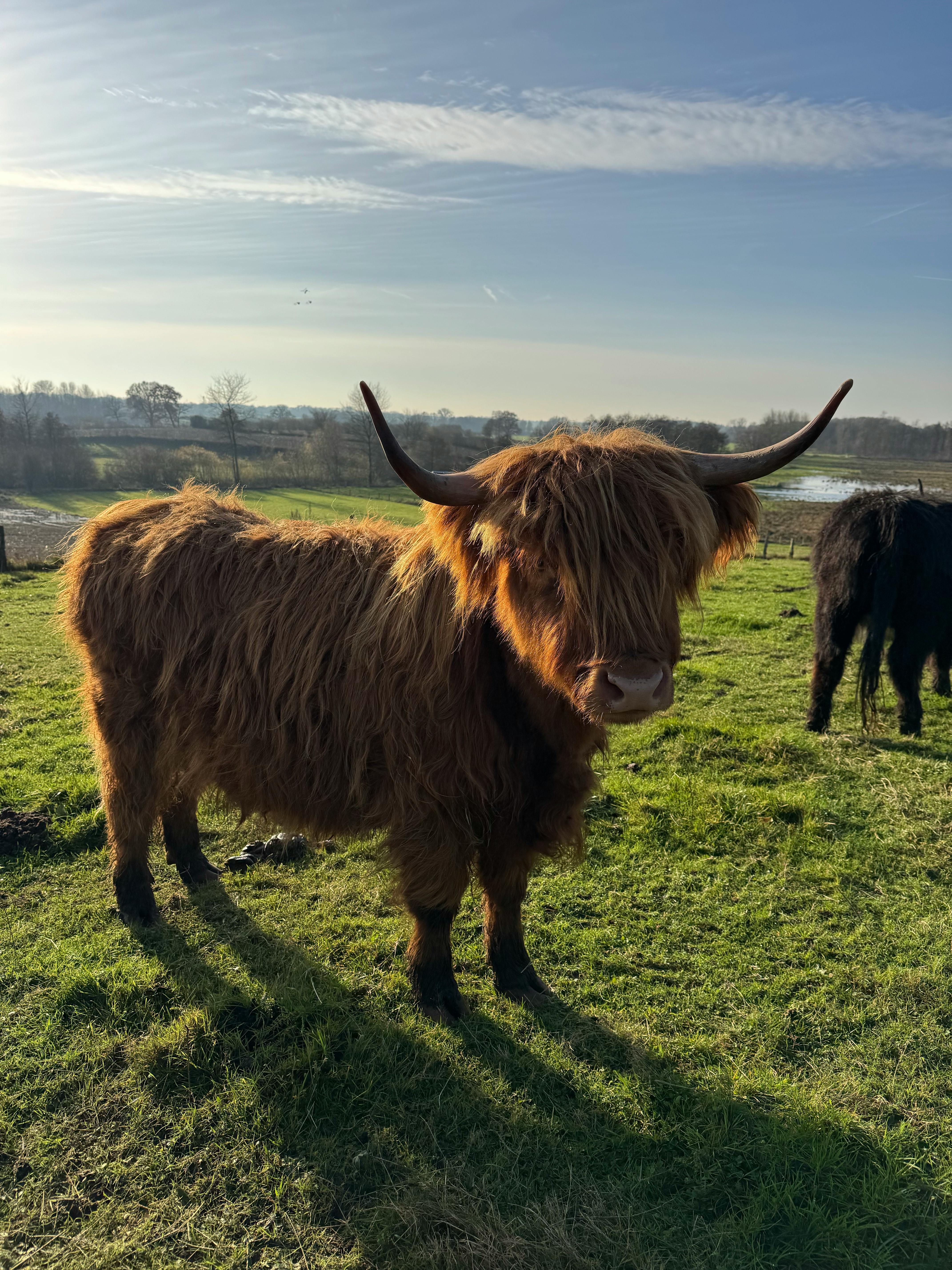 Brown Ox · Free Stock Photo