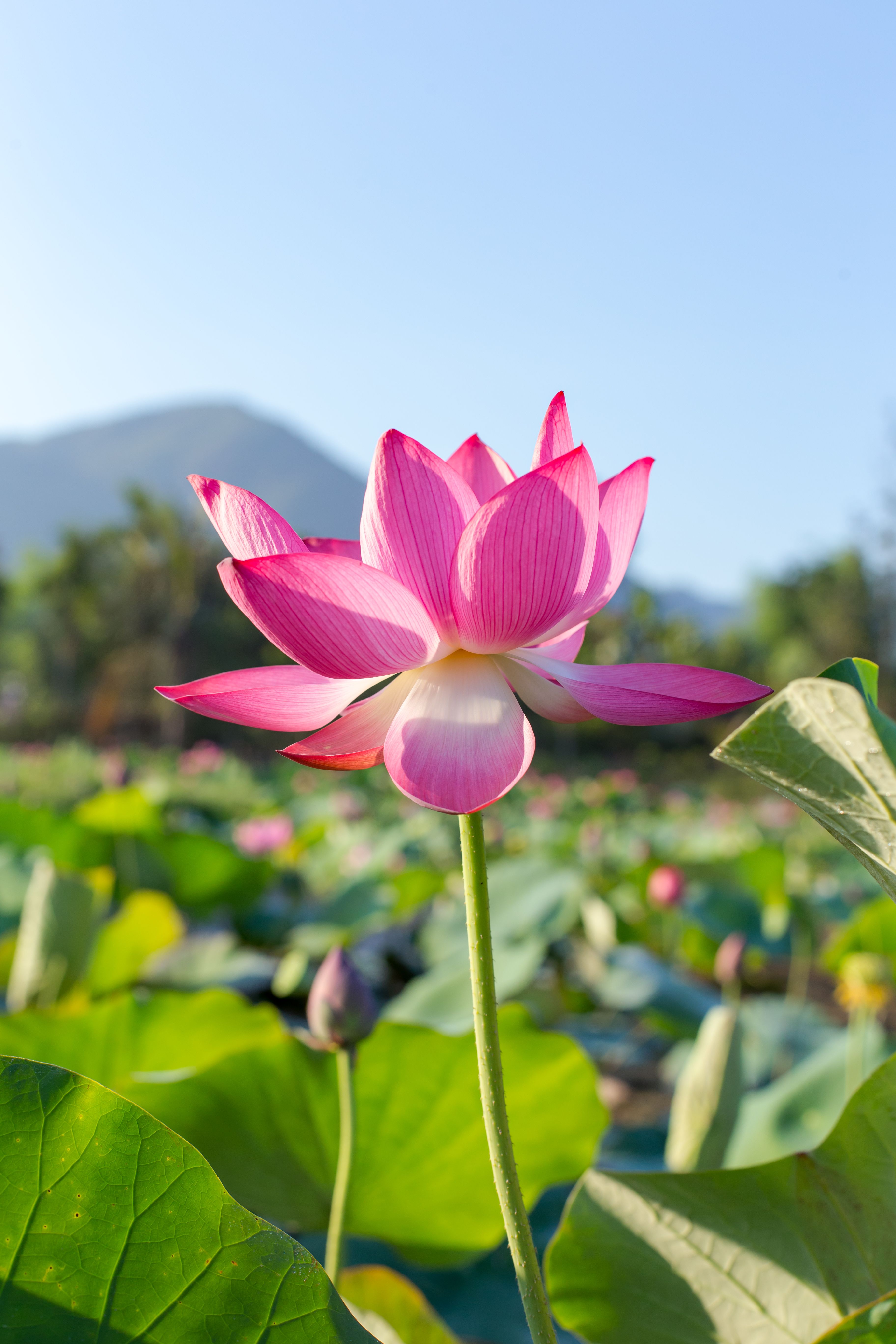 Vibrant Lotus Flower in Hoi An Landscape · Free Stock Photo