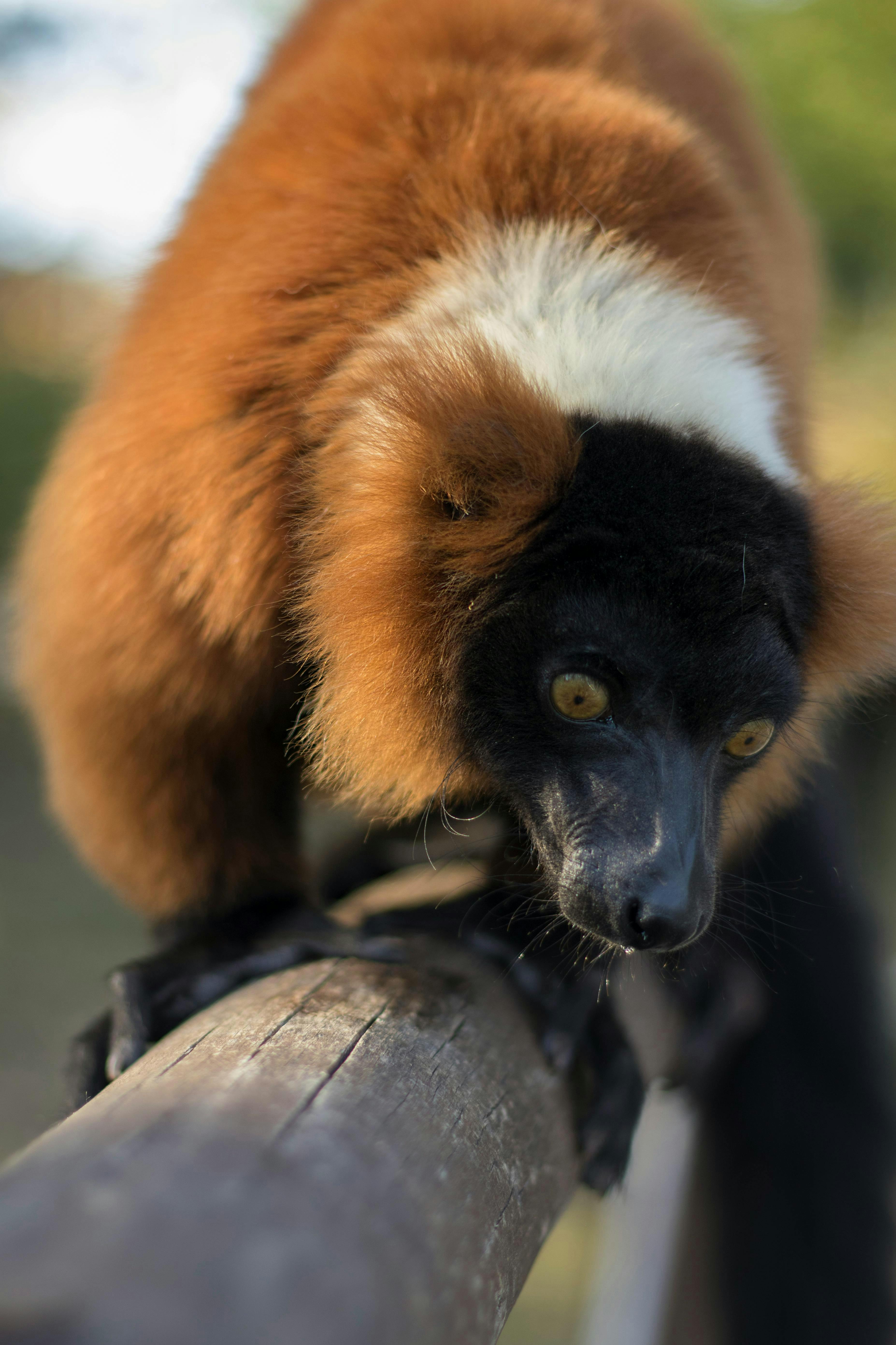 Close-up of a Red Ruffed Lemur on a Branch · Free Stock Photo