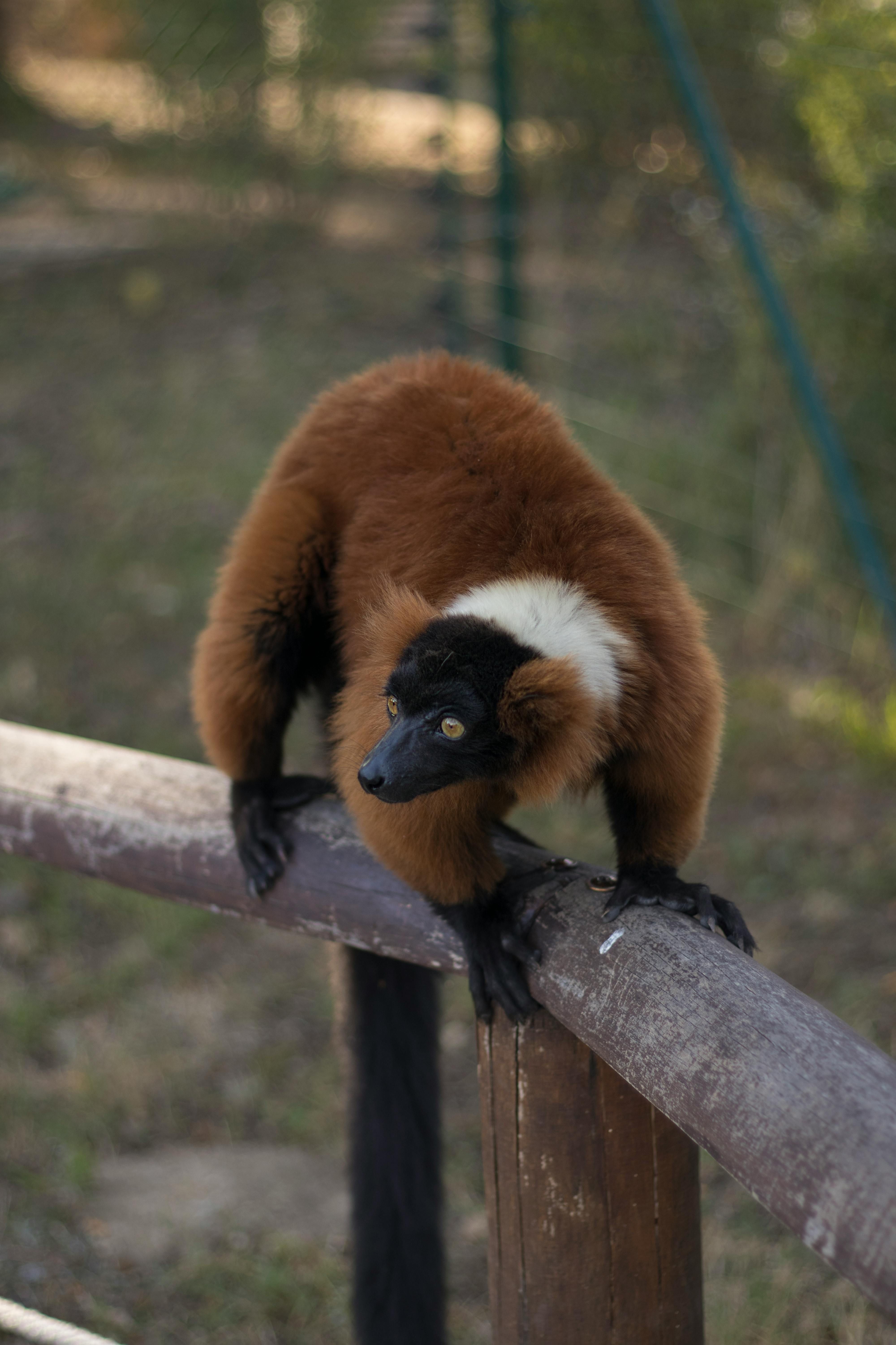 Red Ruffed Lemur Perched on Wooden Rail Outdoors · Free Stock Photo