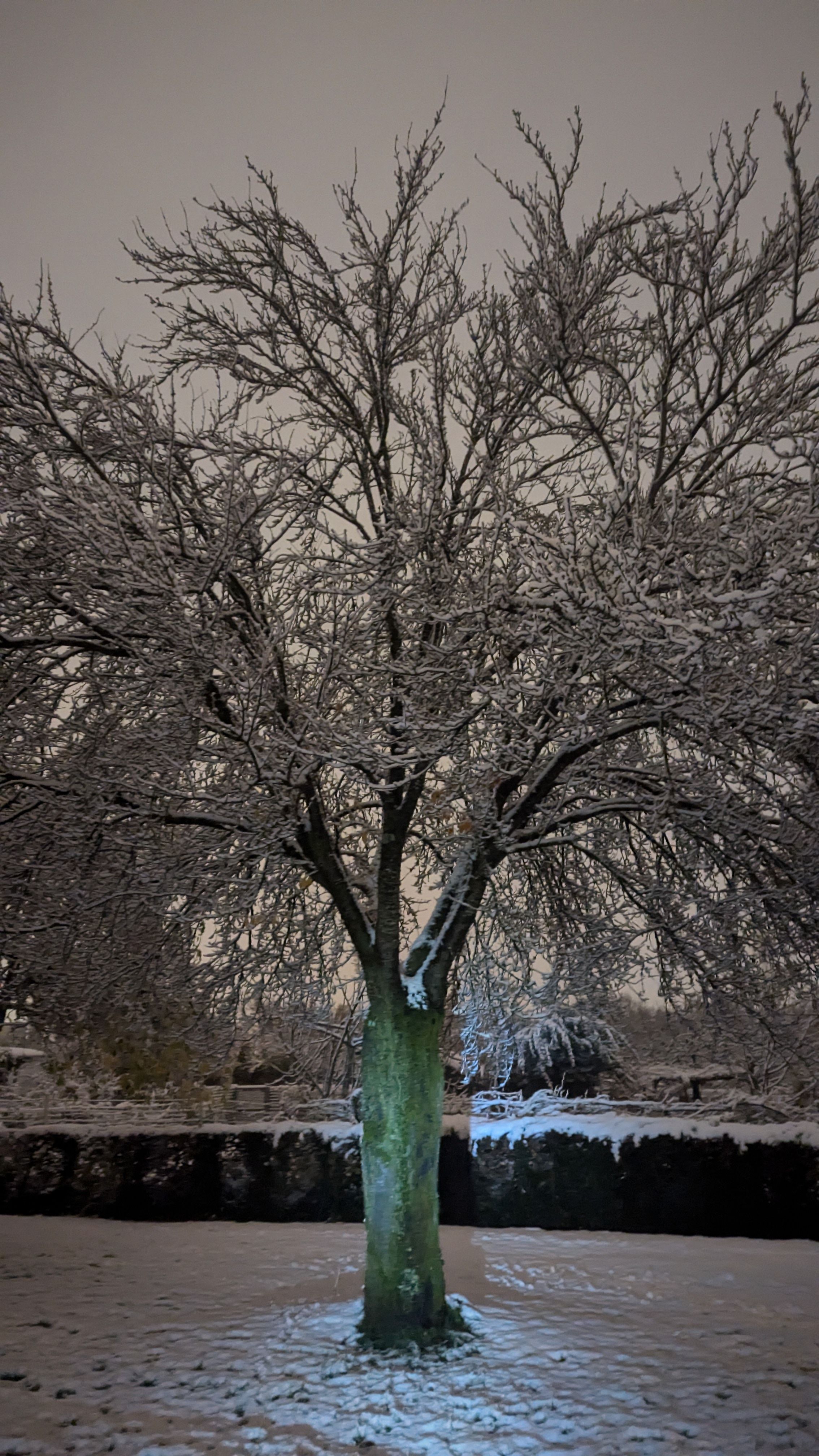 Snow-Covered Tree at Night in Winter Landscape · Free Stock Photo