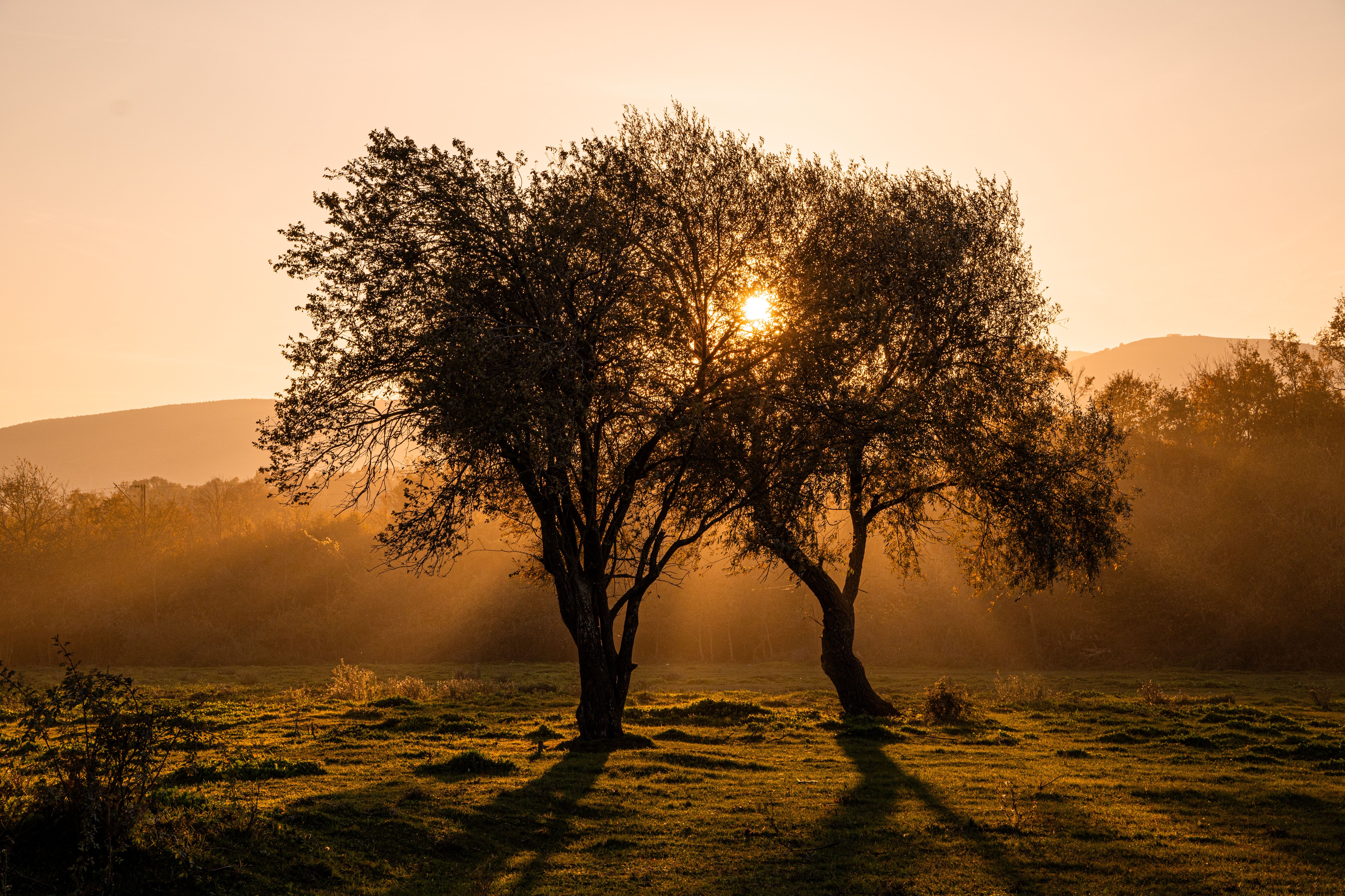 Serene Sunset Landscape with Lone Tree · Free Stock Photo