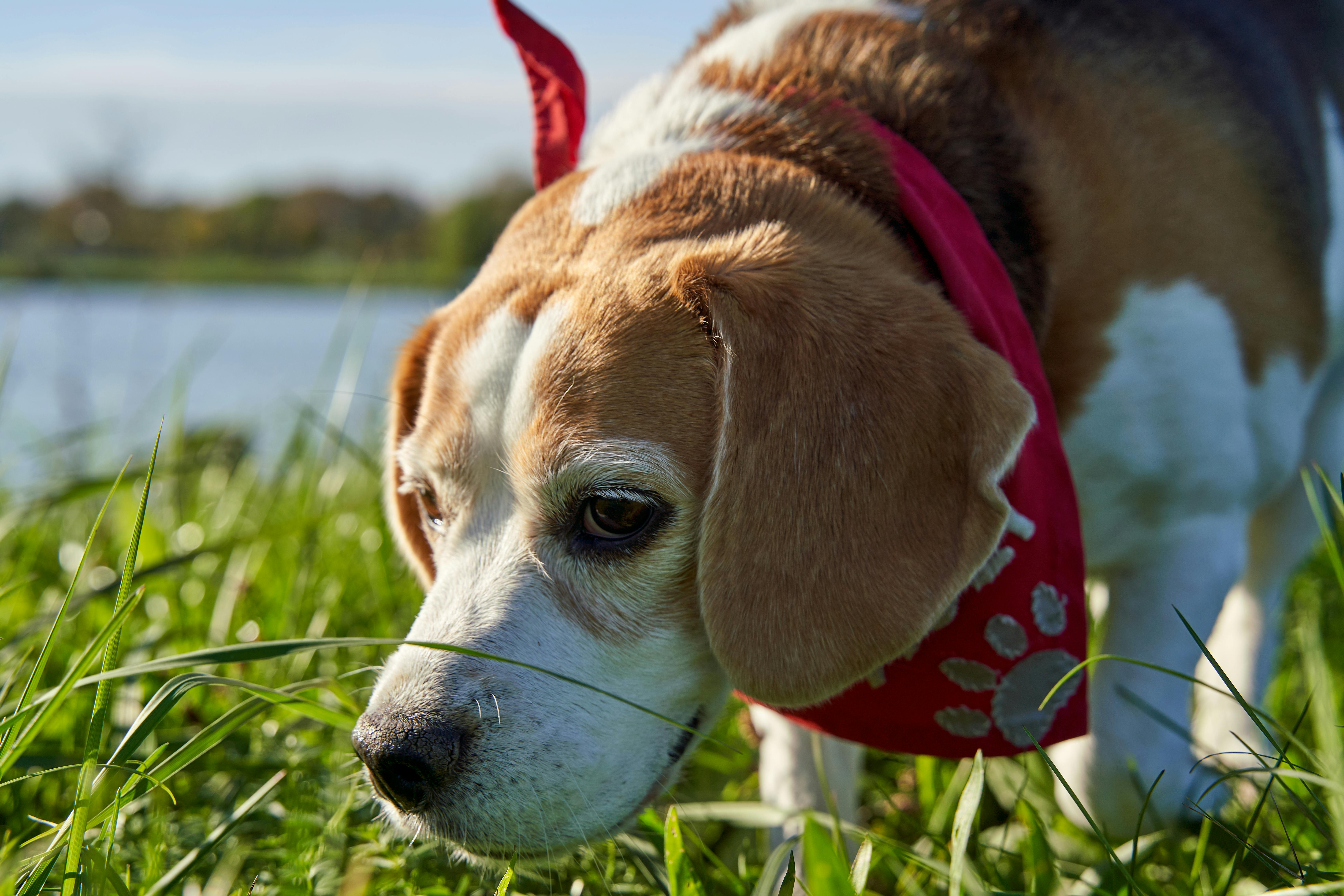 Beagle sniffing in a sunny grassy field · Free Stock Photo