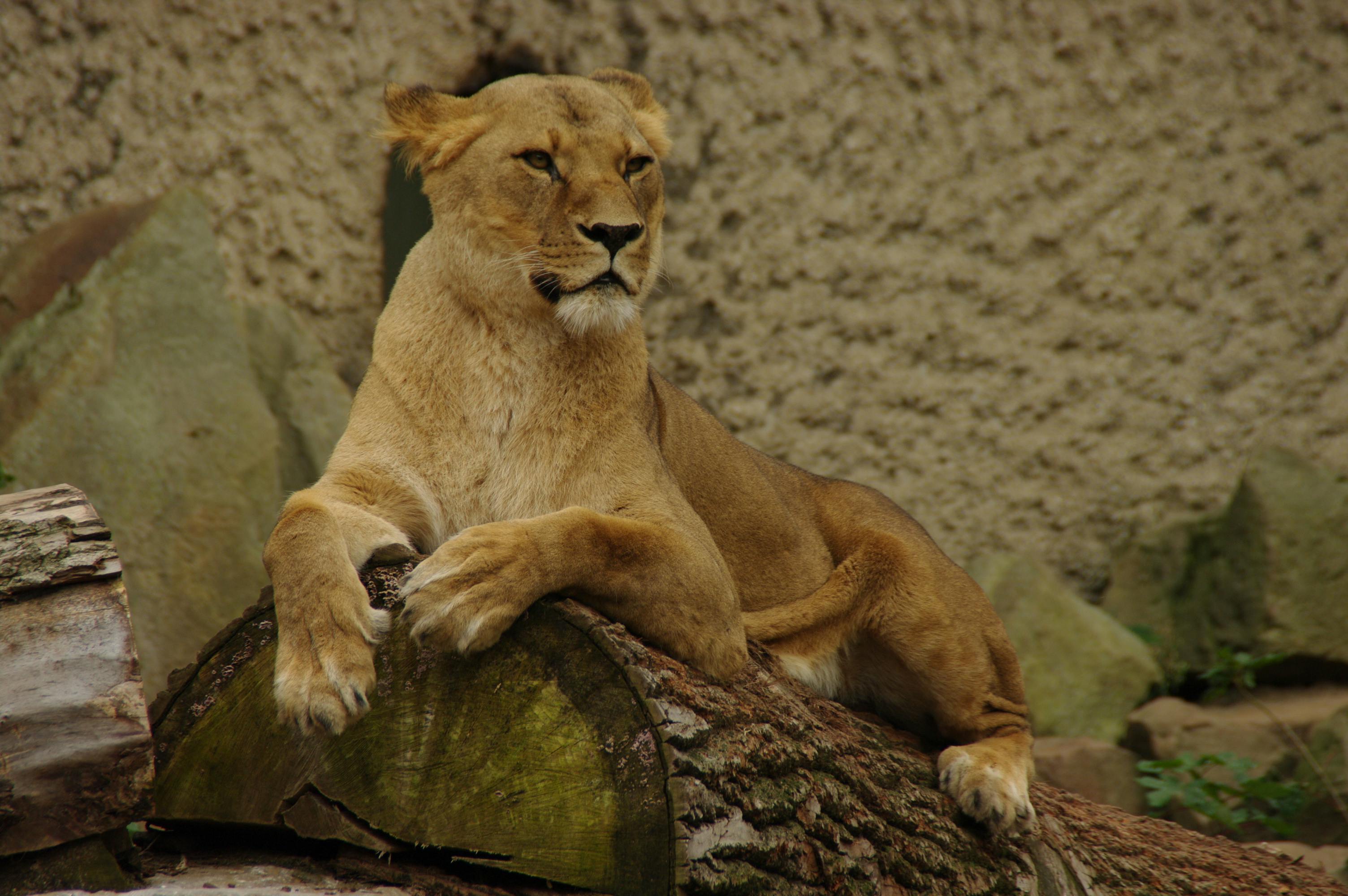 Predator Passive Photos, Download The BEST Free Predator Passive Stock ...