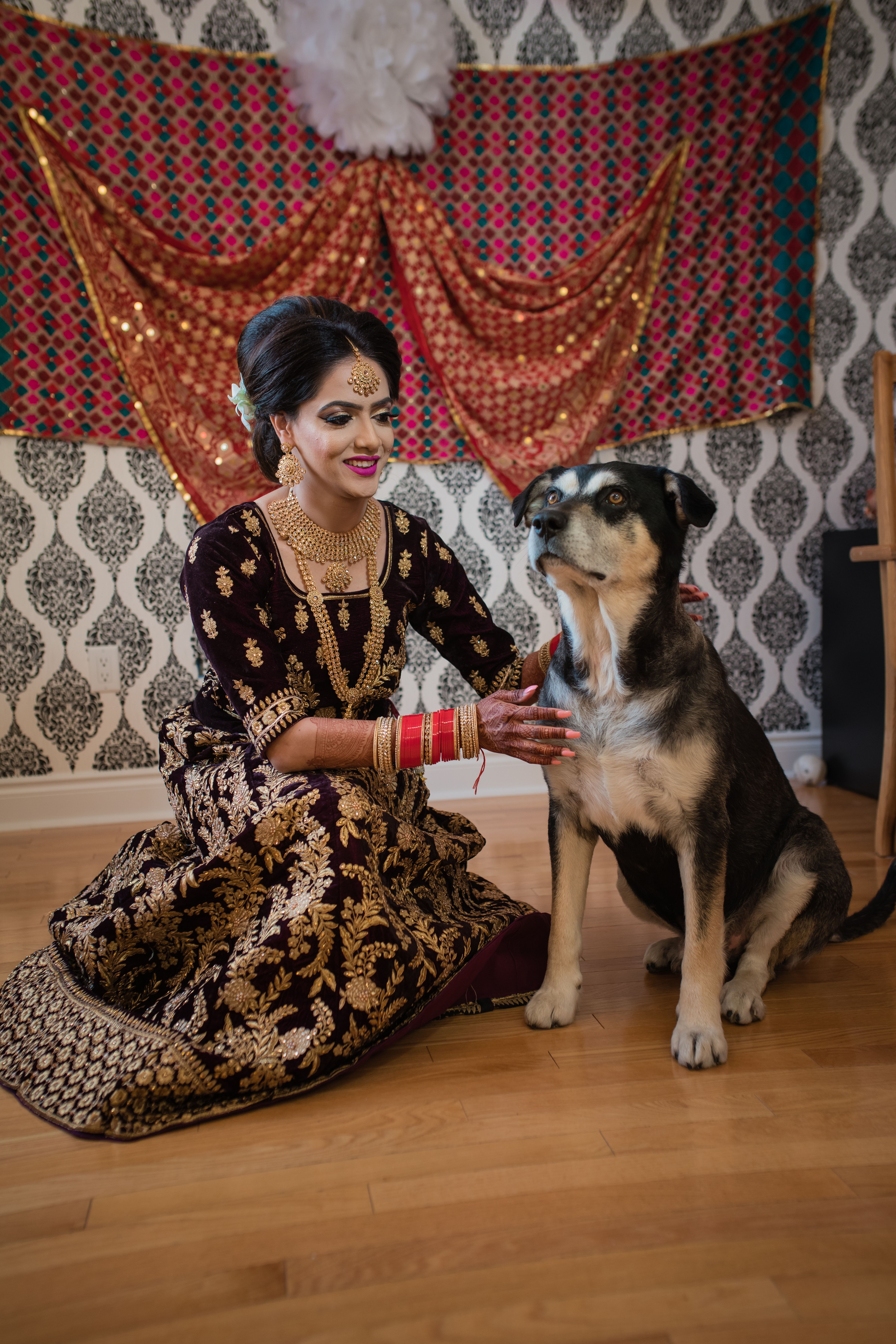 Indian Pets Photos, Download The BEST Free Indian Pets Stock Photos ...