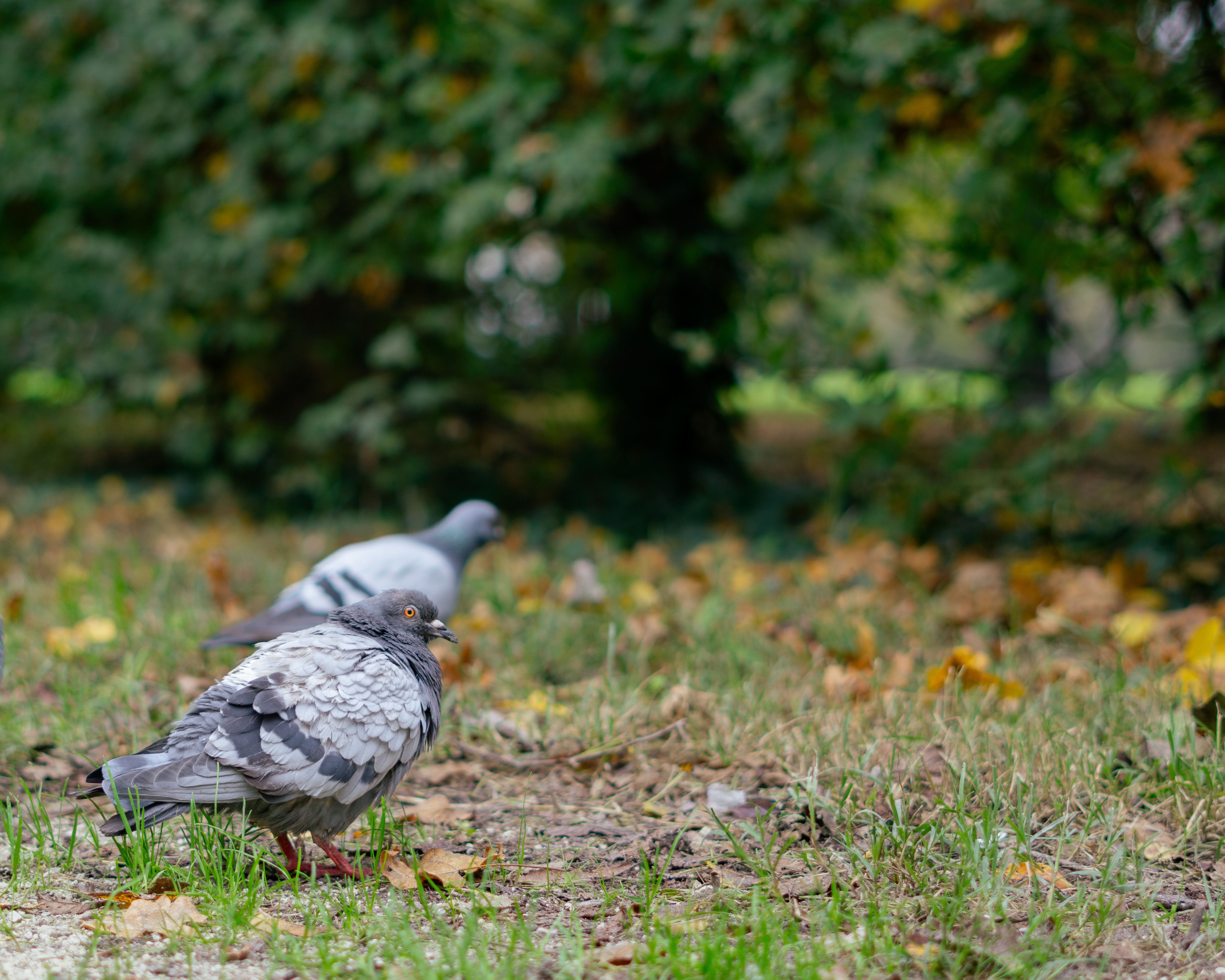 Pigeons in a Park Setting During Autumn · Free Stock Photo