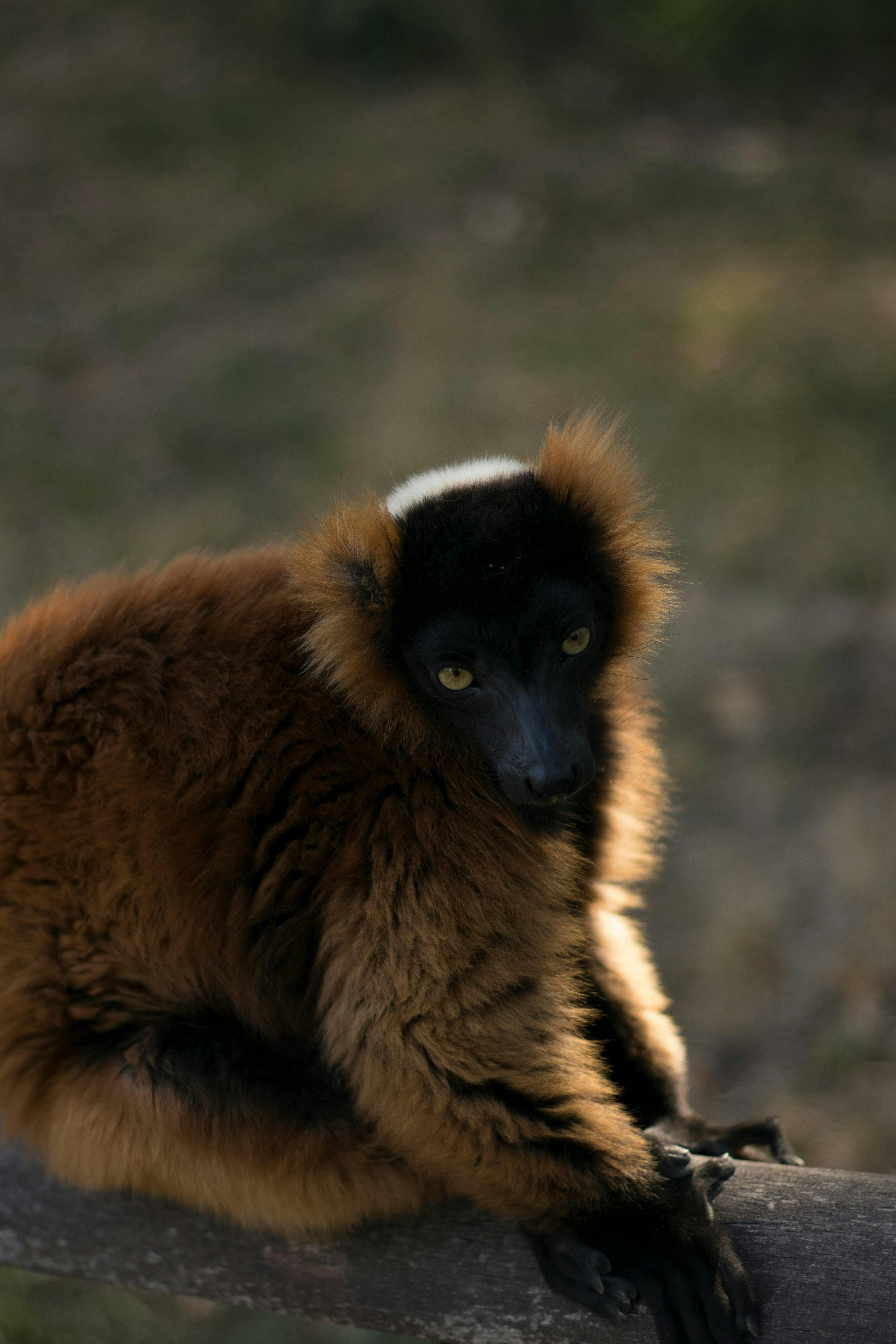 Captivating Red Ruffed Lemur in Natural Habitat · Free Stock Photo