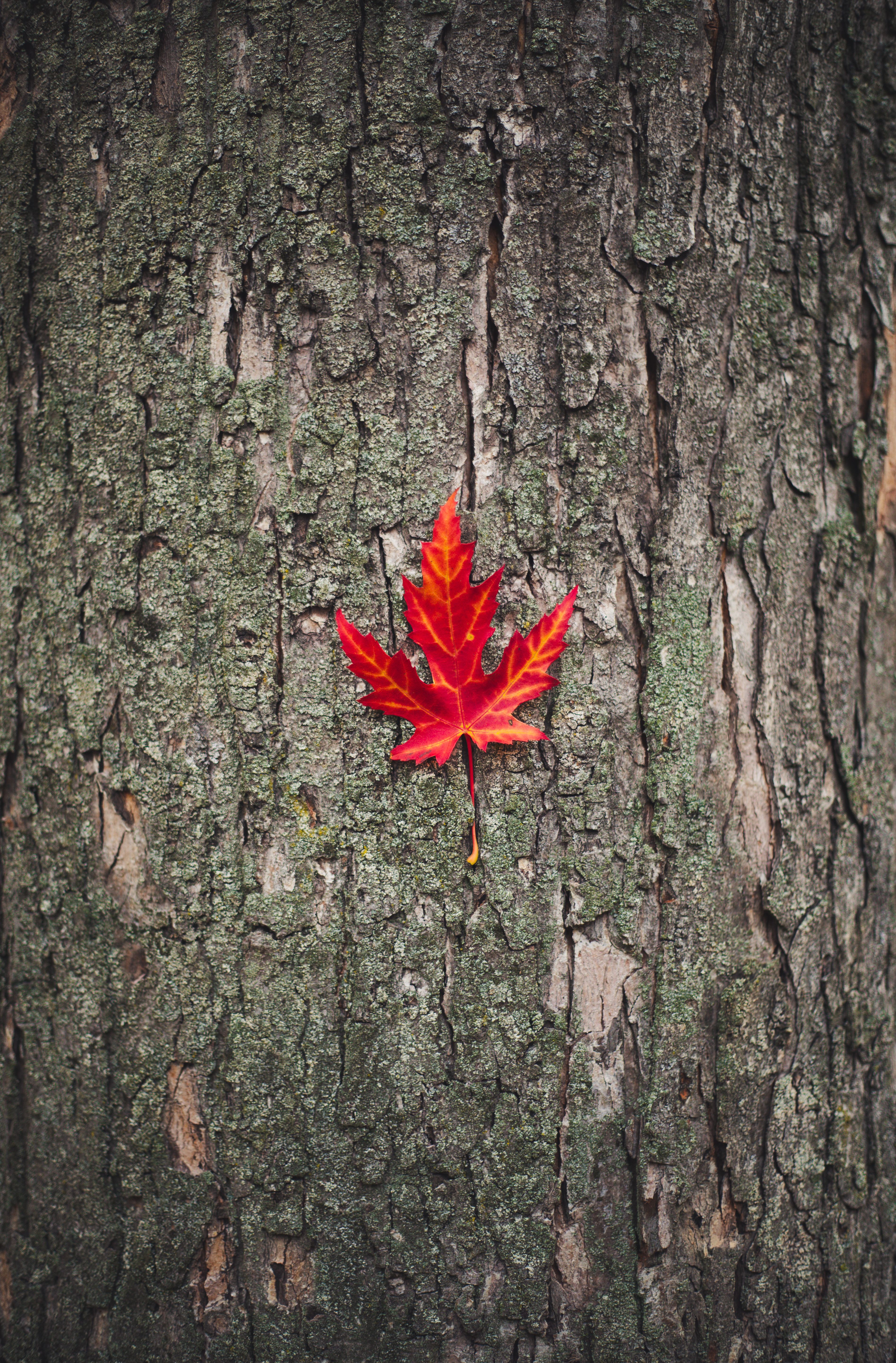 Vibrant Red Maple Leaf on Tree Bark · Free Stock Photo