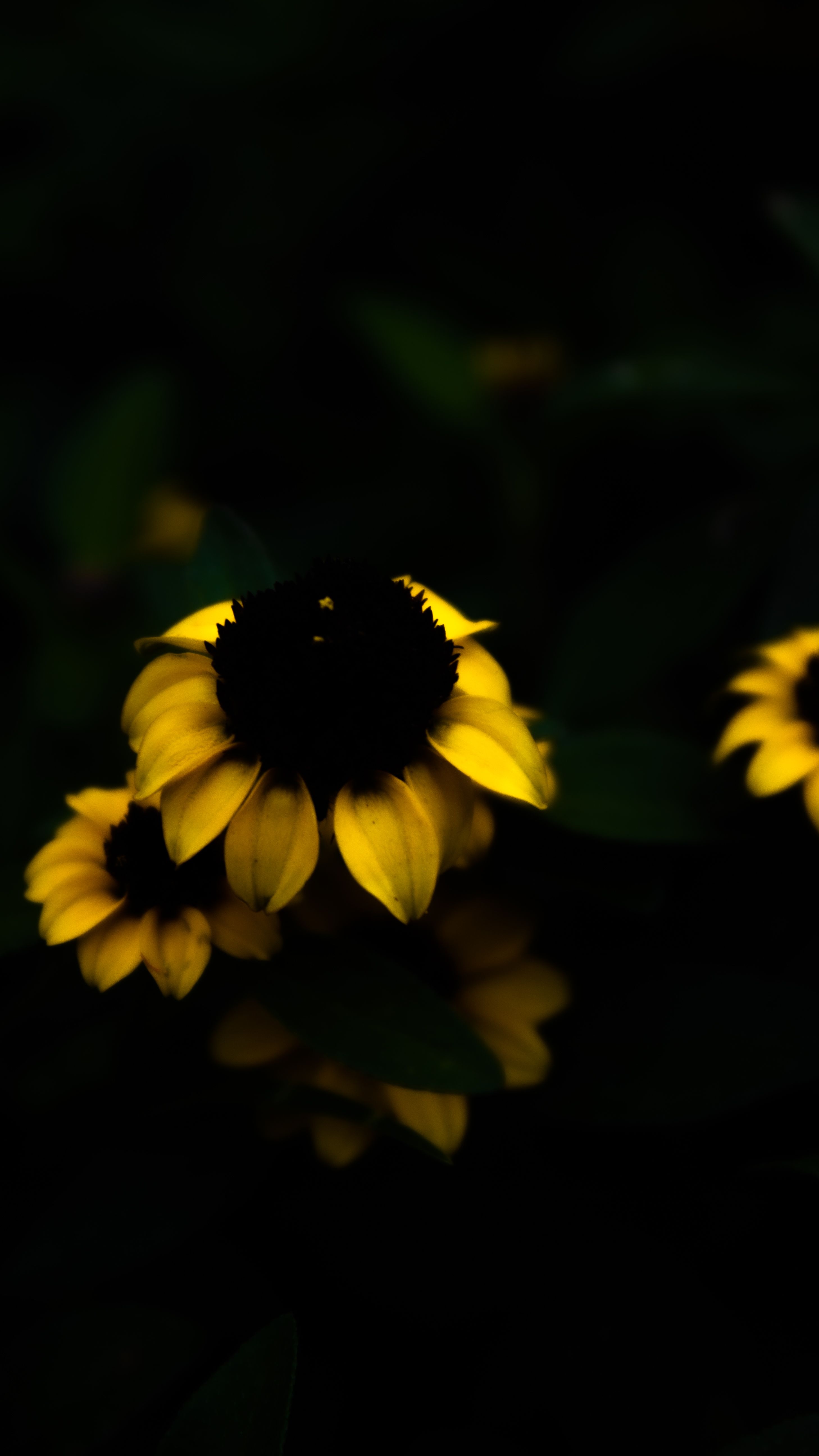 Flores Silvestres De Color Amarillo Vibrante Con Poca Luz · Foto de ...