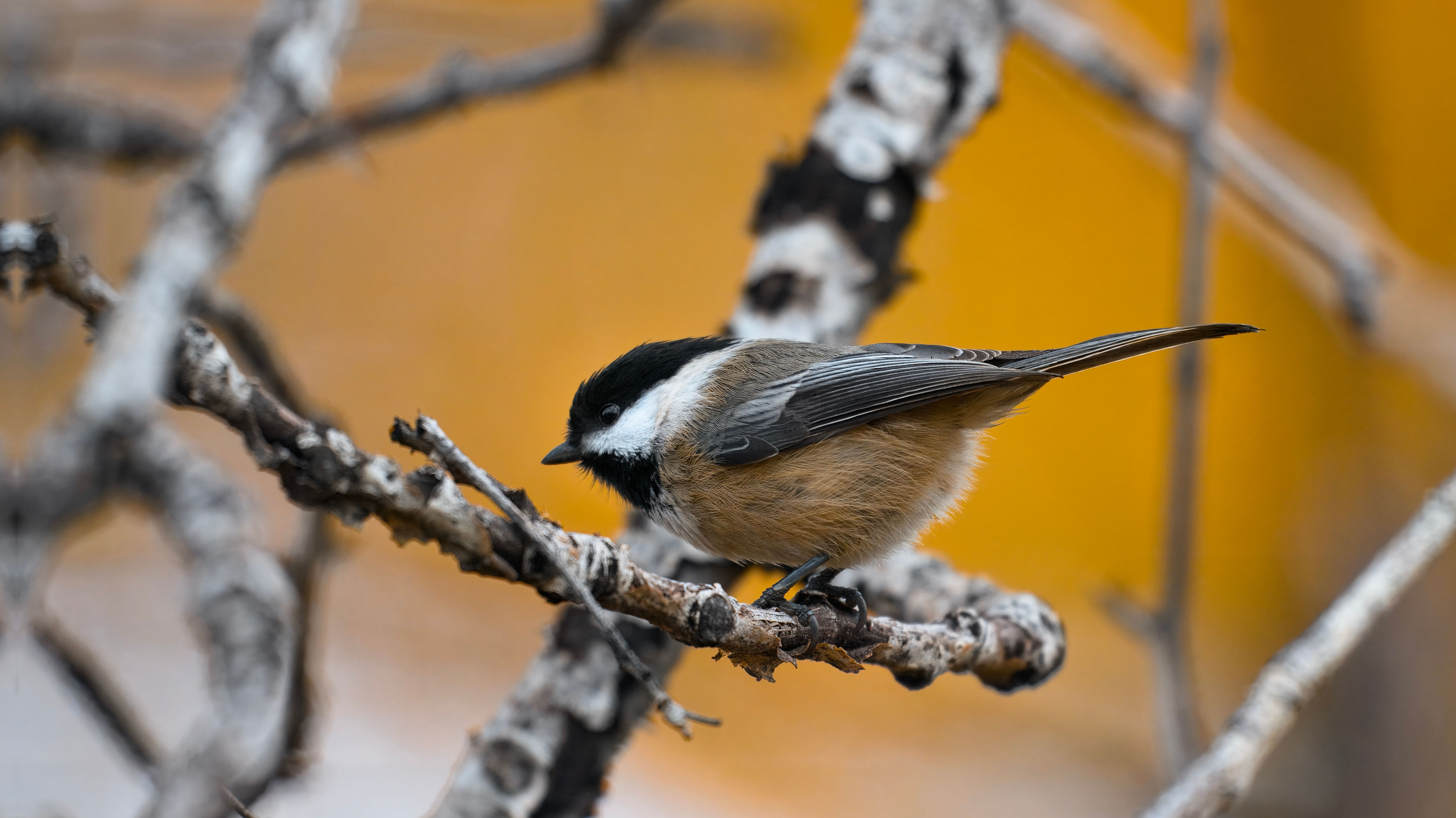 Black-Capped Chickadee on Birch Branch in Winter · Free Stock Photo