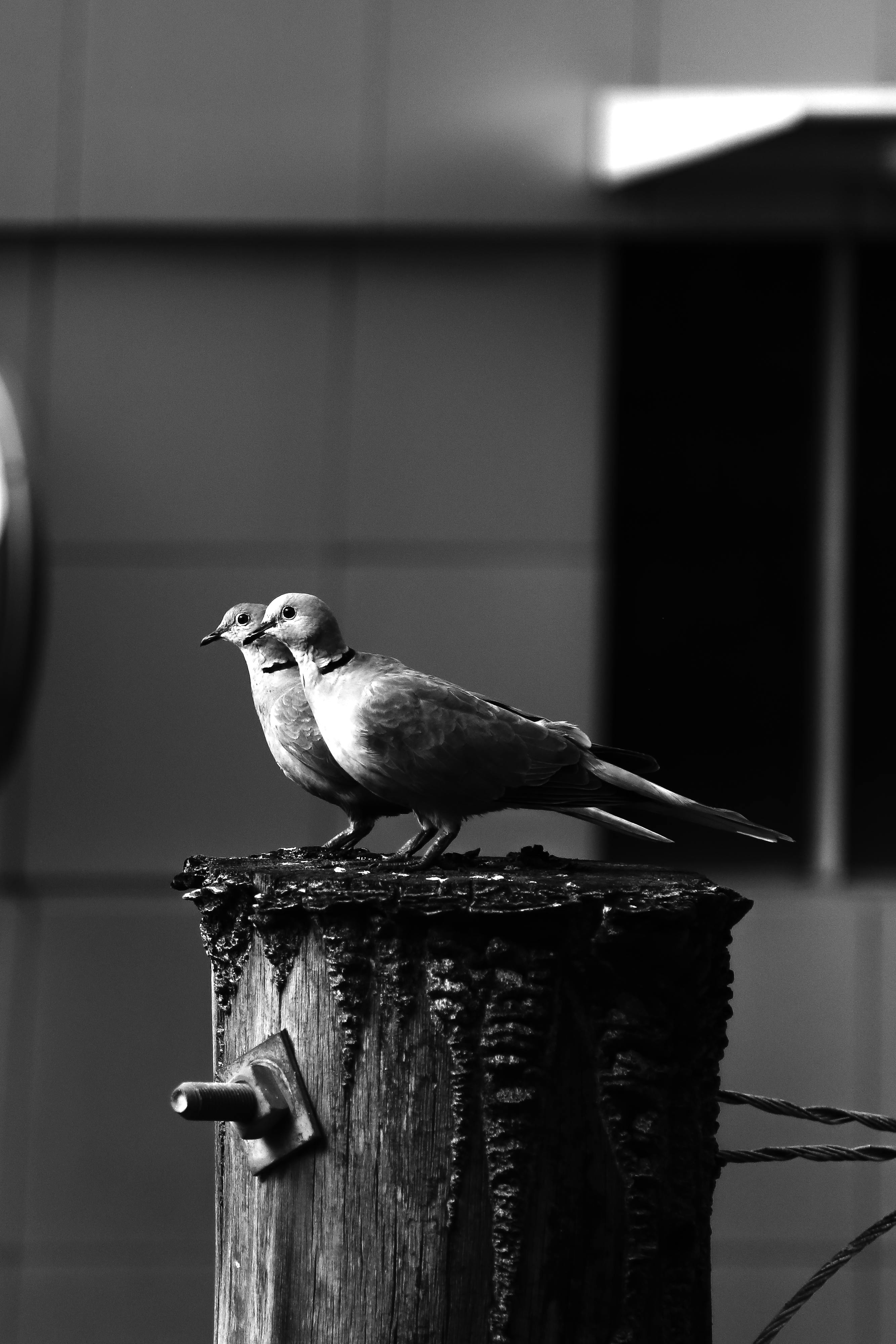 Pair of Doves Perched on Wooden Post in Black and White · Free Stock Photo
