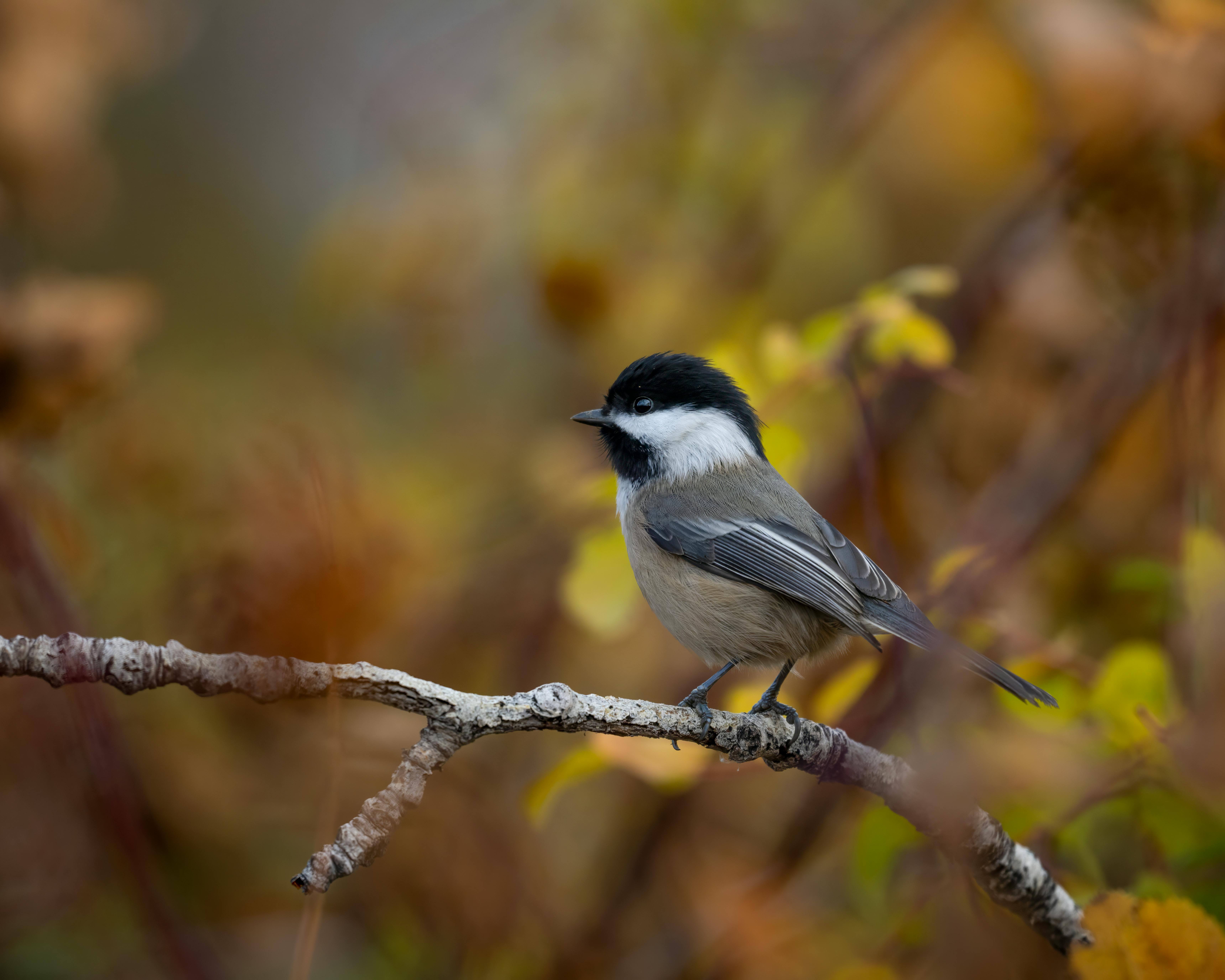 Black-Capped Chickadee Perched in Autumn Foliage · Free Stock Photo